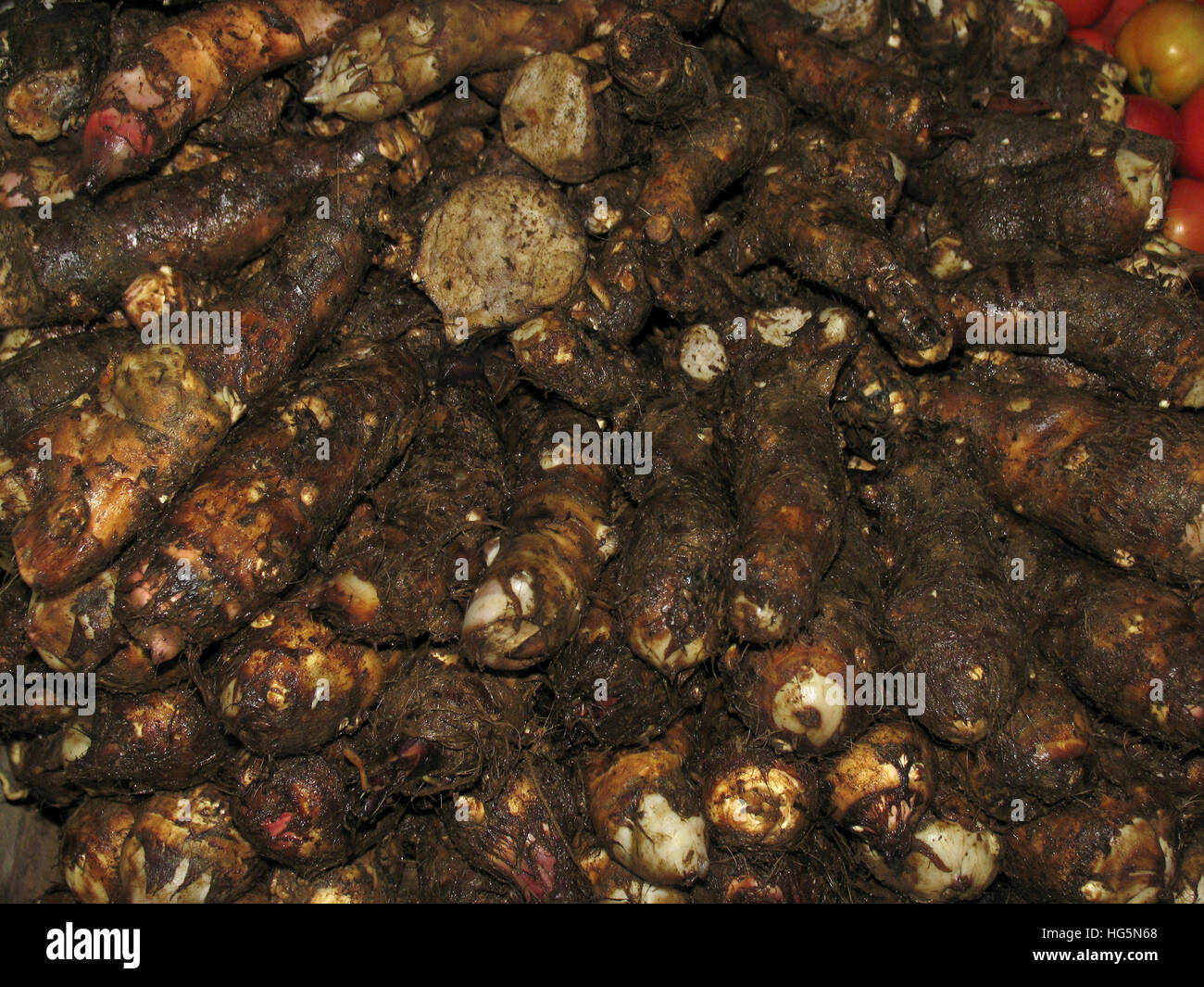 Colocasia esculenta — Araceae roots, a common vegetable. Kerala, India ...