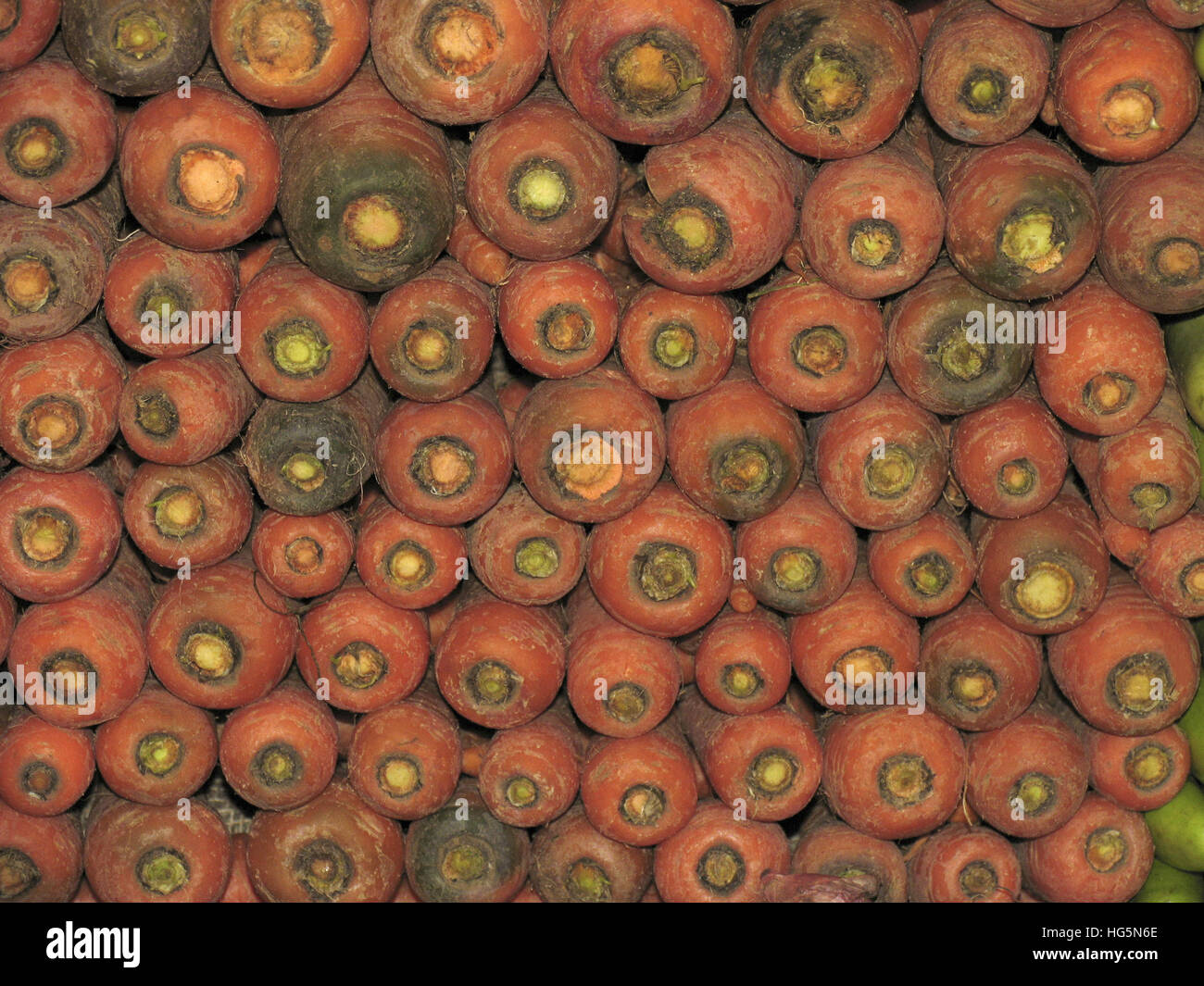 Carrot - Daucus carota var. mativue - Most common vegetable Stock Photo ...