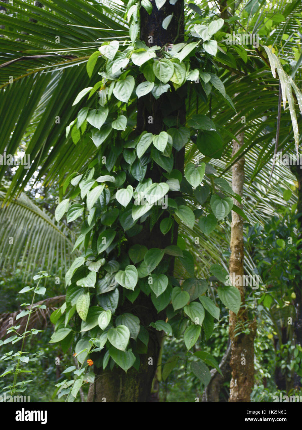 Piper Nigrum, Pepper. Family: Piperaceae. An evergreen climber. Kerala ...