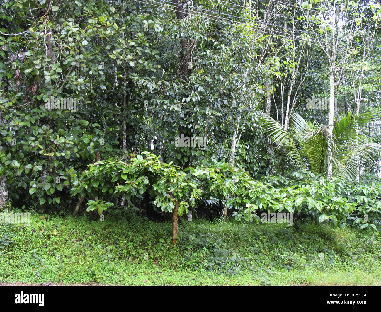 Kenya coffee plantation forest hi-res stock photography and images - Alamy