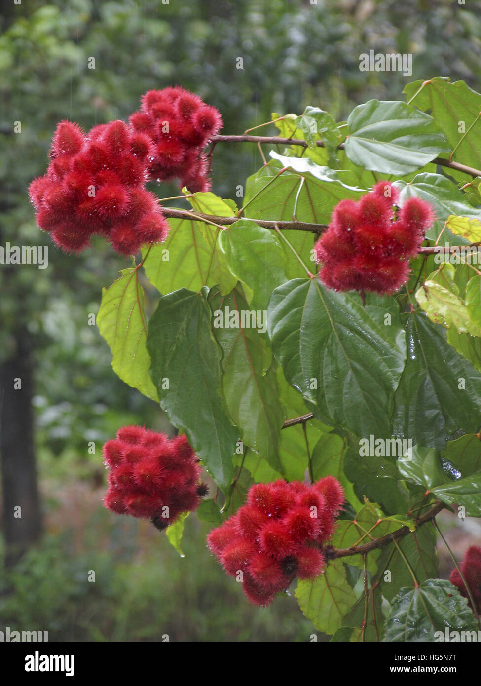 Kerala Fruits High Resolution Stock Photography and Images - Alamy