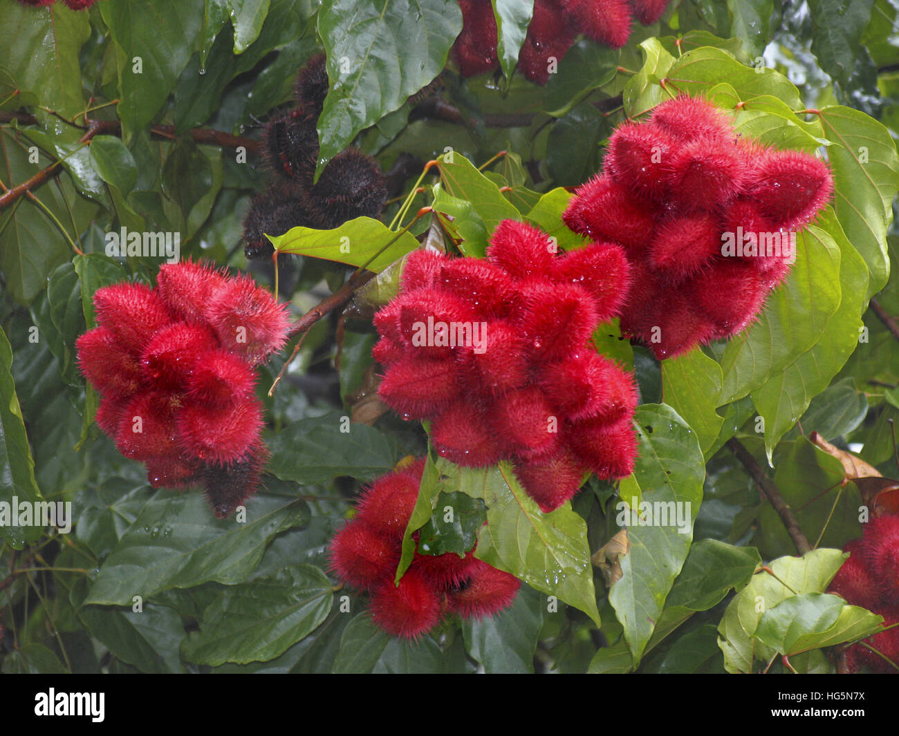 Rambutan orchard hi-res stock photography and images - Alamy