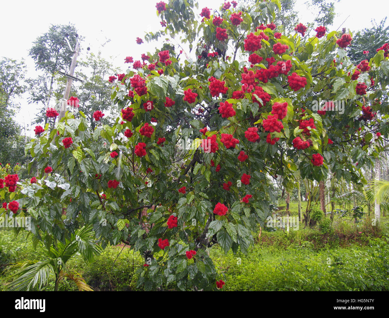 Red Rambutan fruits in Kerala, India Stock Photo - Alamy