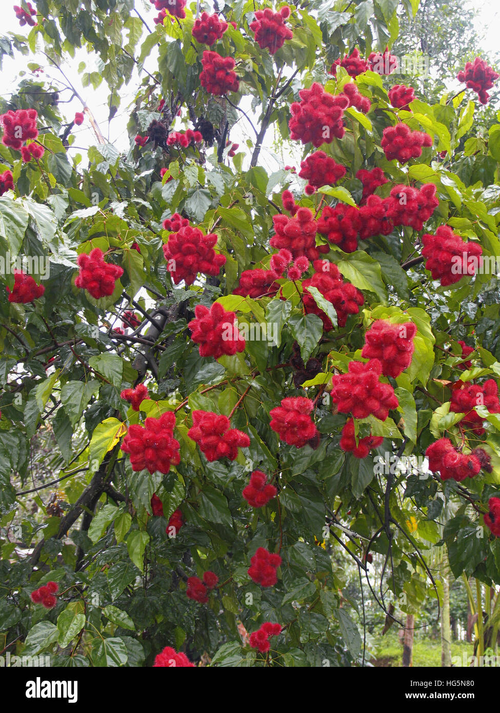 Red Rambutan fruits in Kerala, India Stock Photo - Alamy