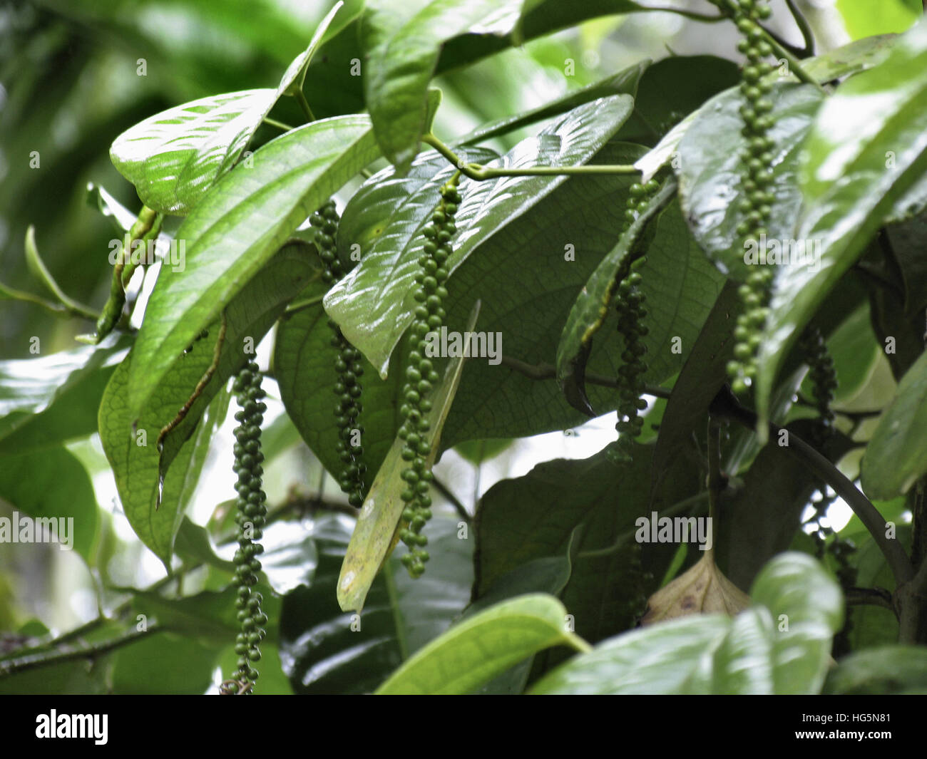 Piper Nigrum, Pepper. Family: Piperaceae. An evergreen climber. Kerala ...