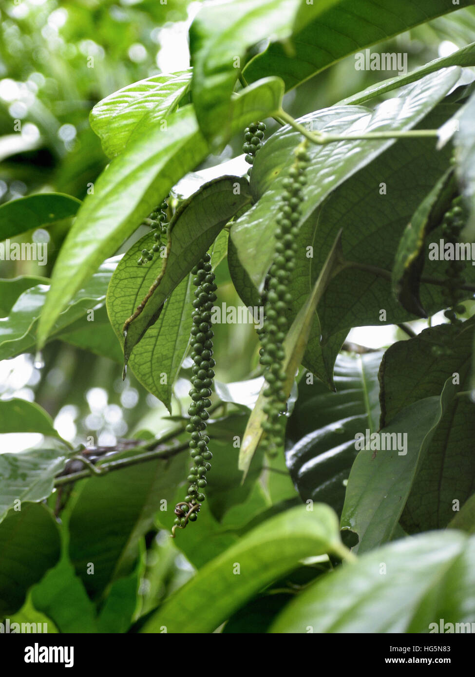 Piper Nigrum, Pepper. Family: Piperaceae. An evergreen climber. Kerala ...