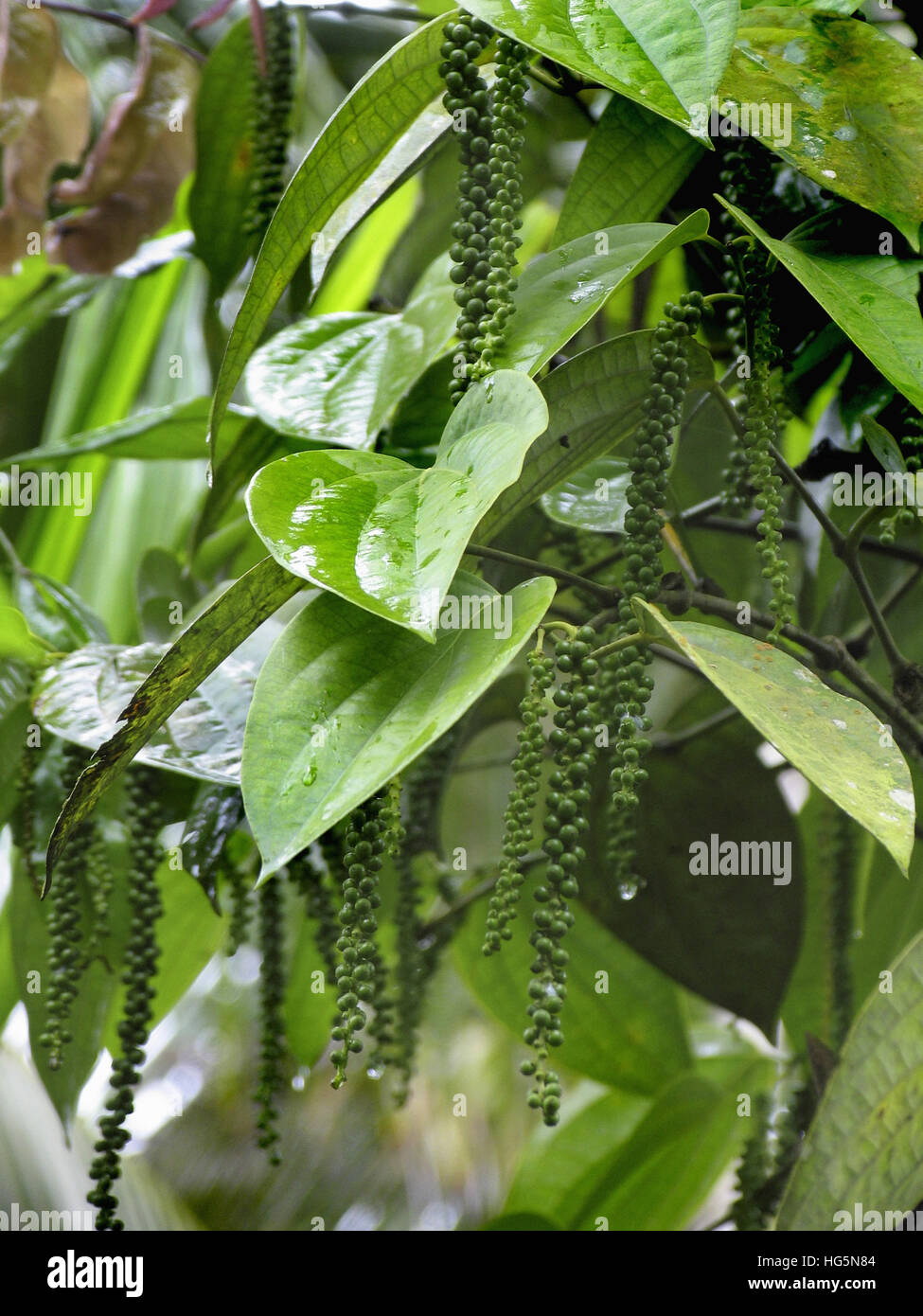 Piper Nigrum, Pepper. Family: Piperaceae. An evergreen climber. Kerala ...