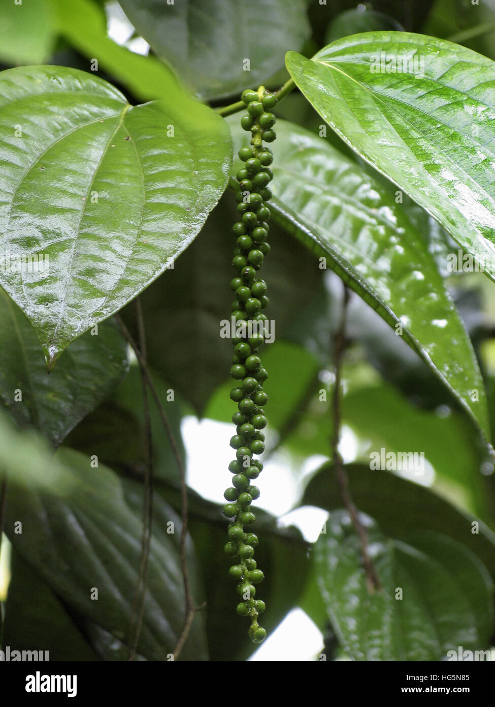 Piper nigrum pepper family piperaceae hi-res stock photography and ...