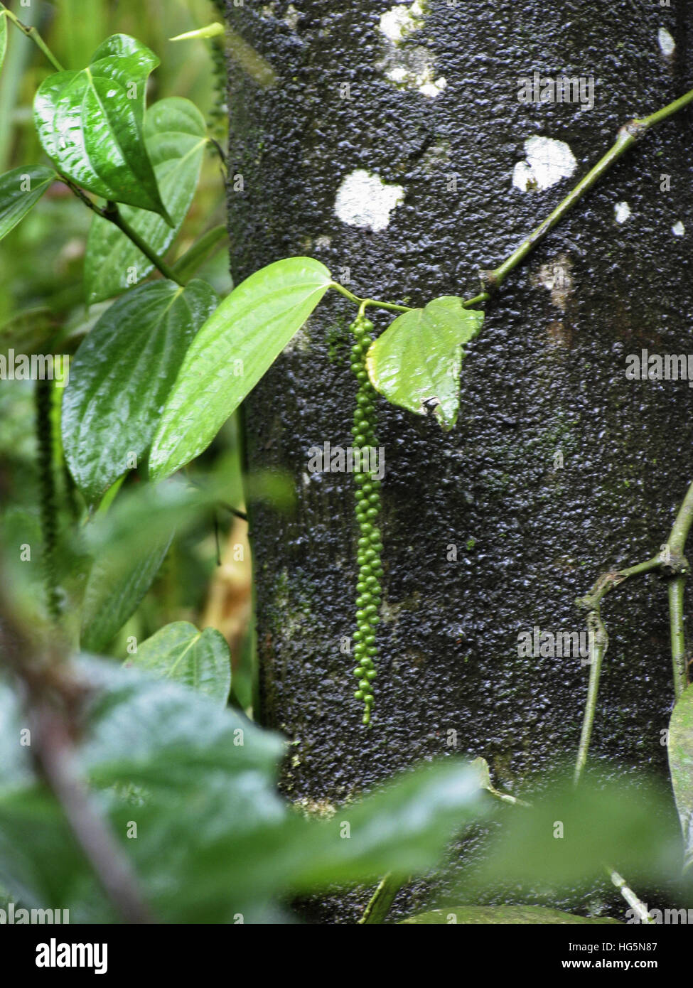 Piper Nigrum, Pepper. Family: Piperaceae. An evergreen climber. Kerala ...