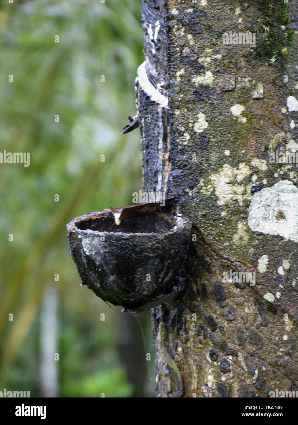 Rubber tree with tapping patches, Kerala, India Stock Photo - Alamy