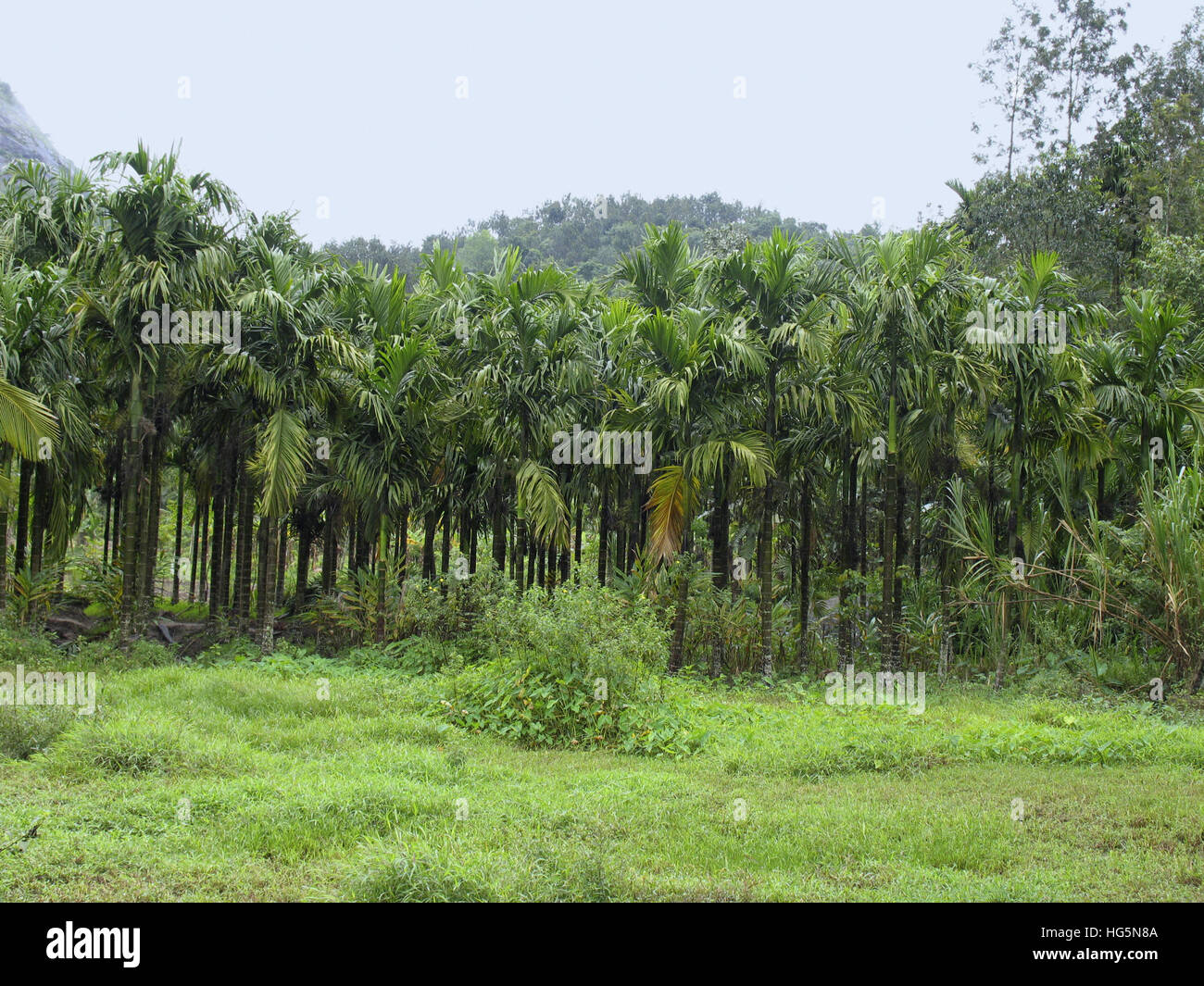 Plantation of oil palm india hi-res stock photography and images - Alamy