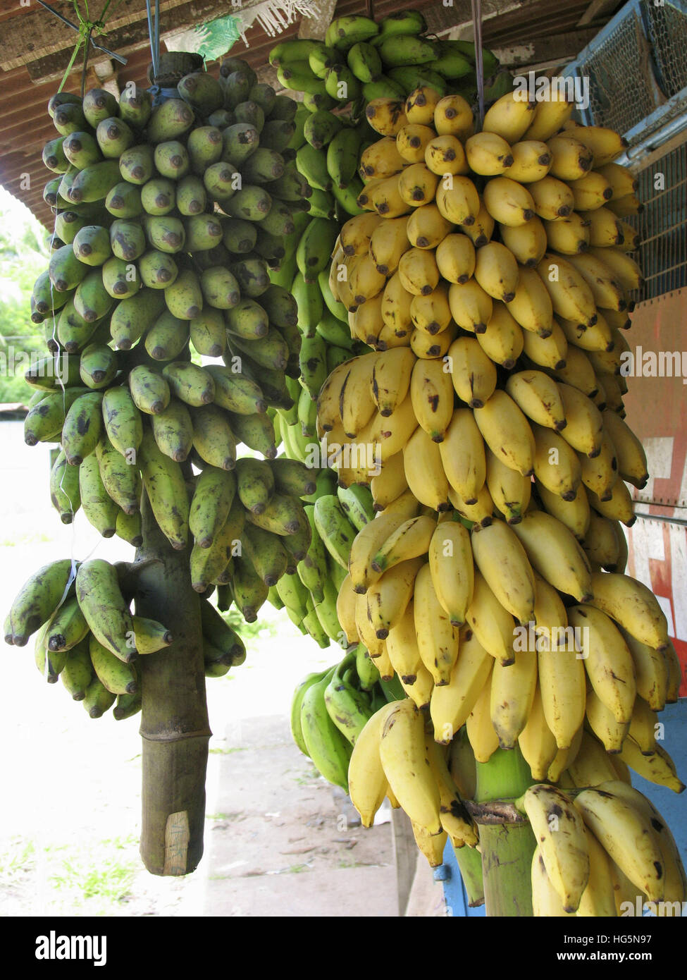 Bananas in shops for sale. Musa X paradisiaca L. Family: Musaceae ...