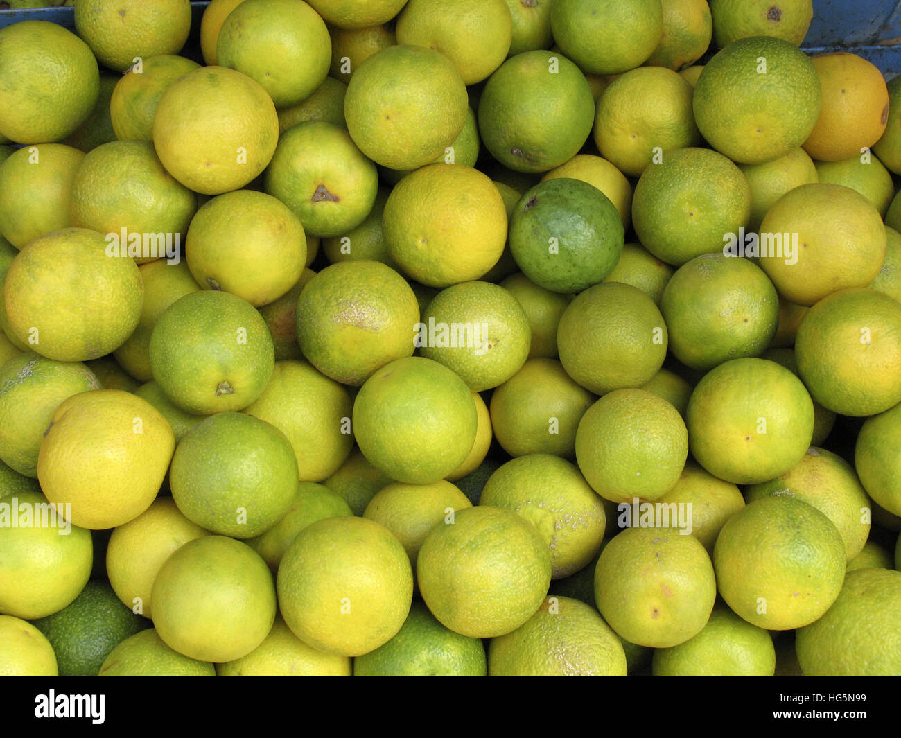 Citrus sinensis, Sweet Lemon. Kerala India Stock Photo - Alamy