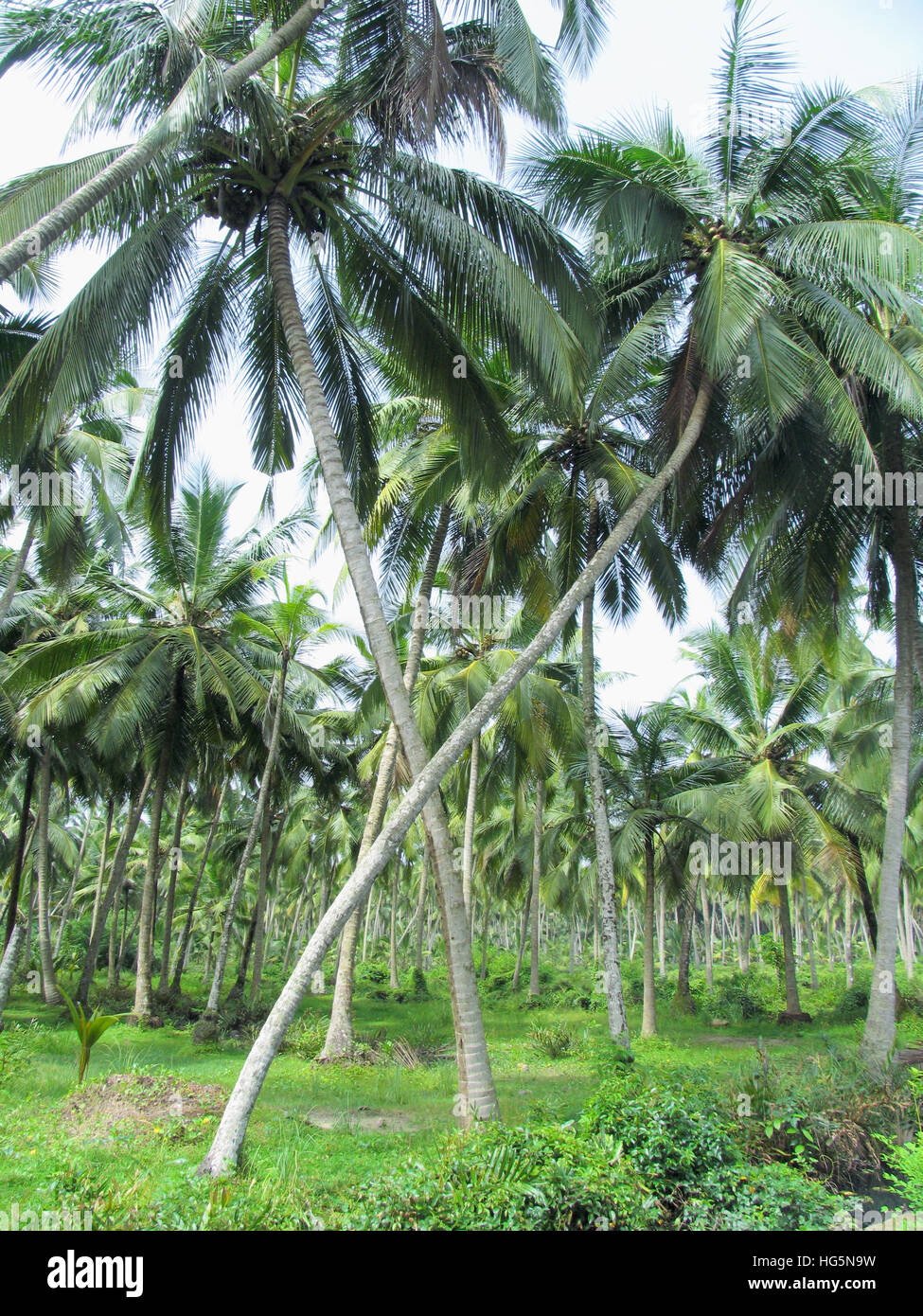 Beautiful green coconut trees swaying hi-res stock photography and ...