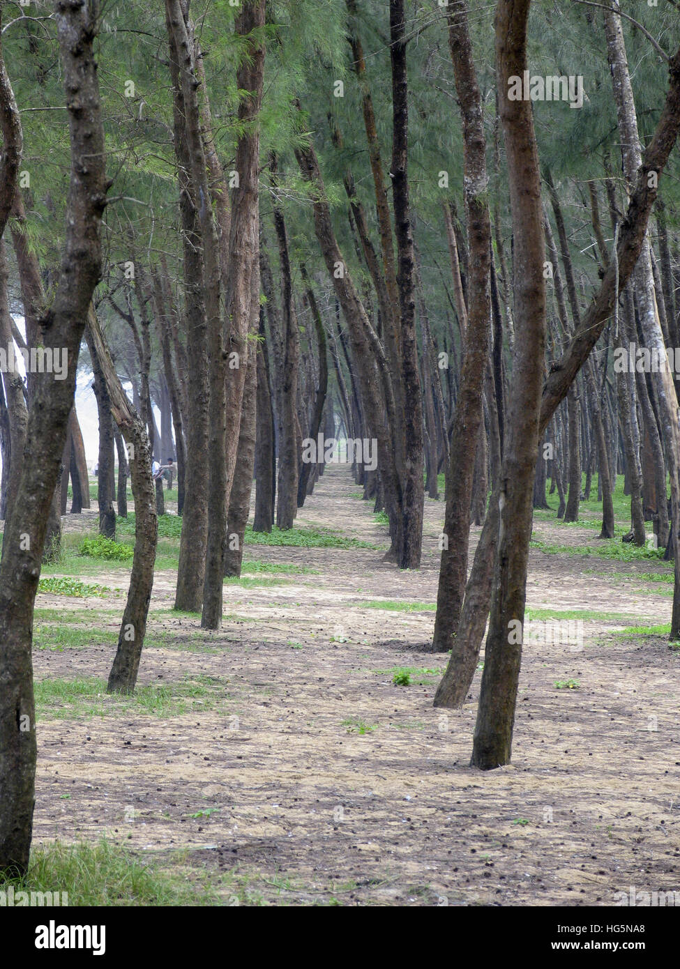 Row of trees, Kappad beach, Kerala, India Stock Photo - Alamy