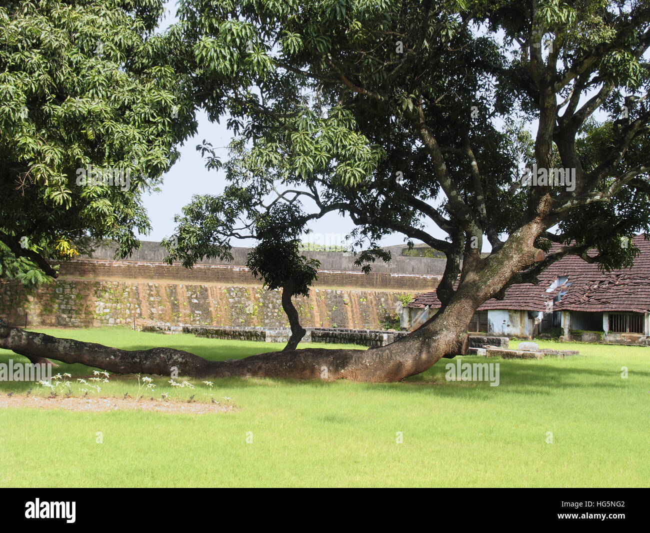 Mango trees in Tipu Sultan Fort wall. Kerala, India Stock Photo - Alamy