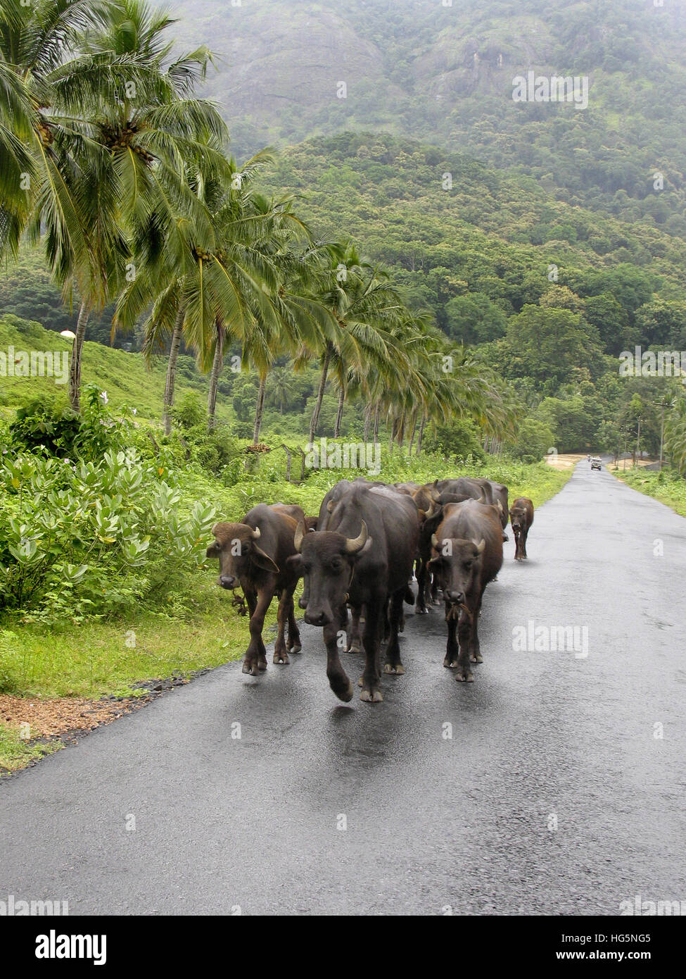 Kerala domestic animals hi-res stock photography and images - Alamy