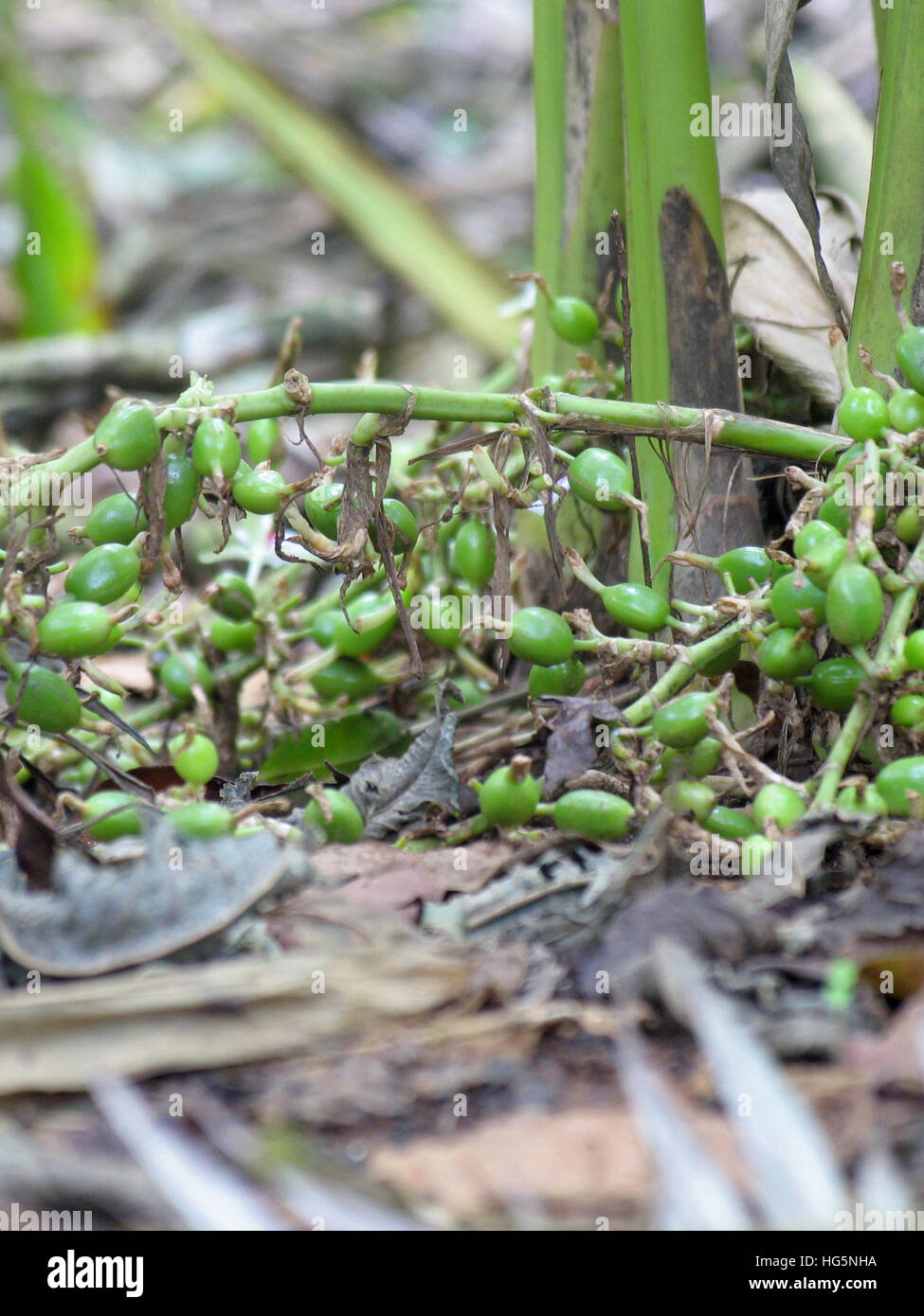 Green Cardamom Plant Growing Green Cardamom In Lusaka, Zambia
