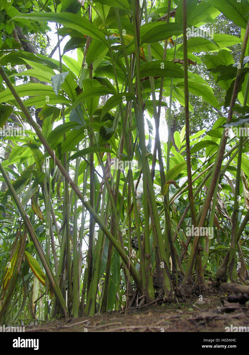 Green Cardamom (Zingiberaceae) bunches on plant. Kerala, India Stock ...