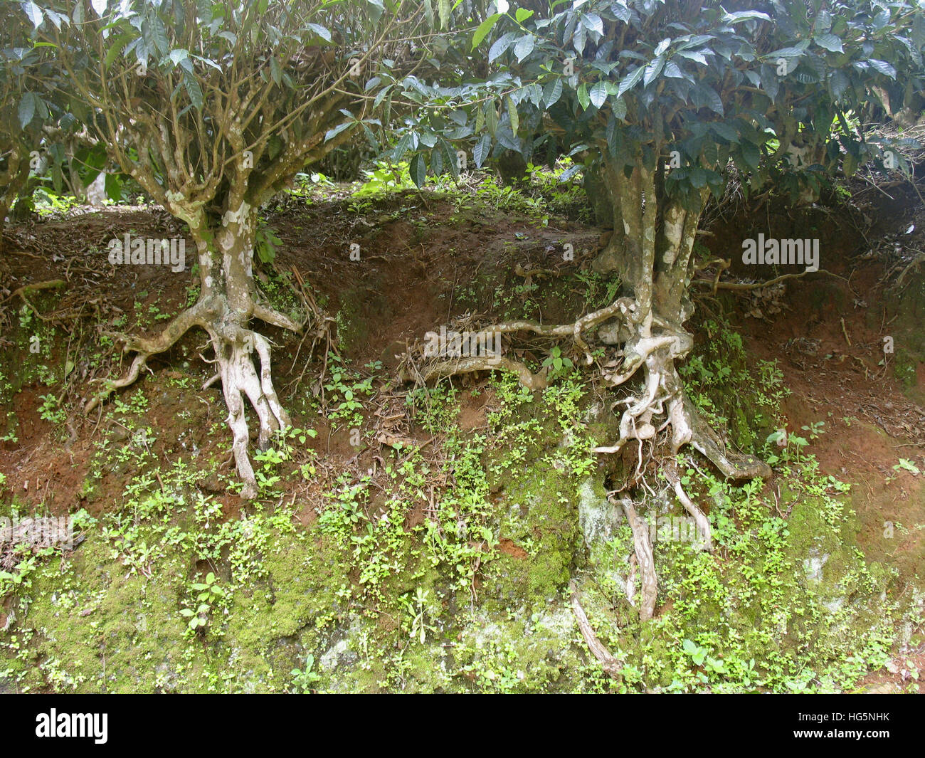 Tea Plant close up. Roots are seen. Nelliyampathy Hills, Kerala, India ...
