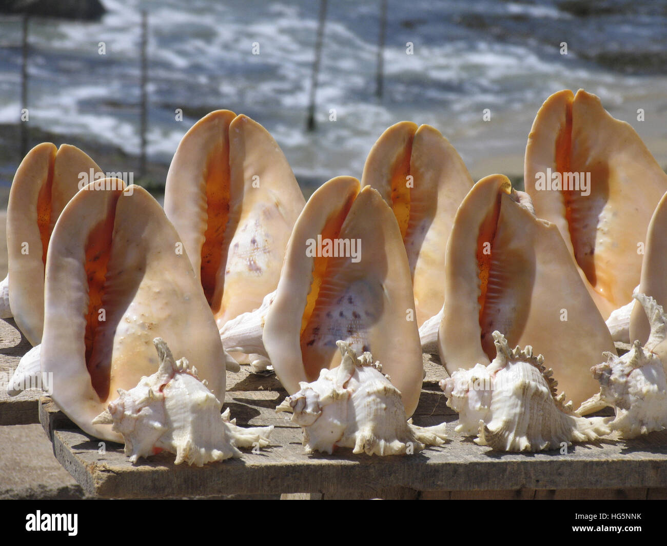 Decorations by sea shells. Kanyakumari, Tamilnadu, India Stock Photo ...