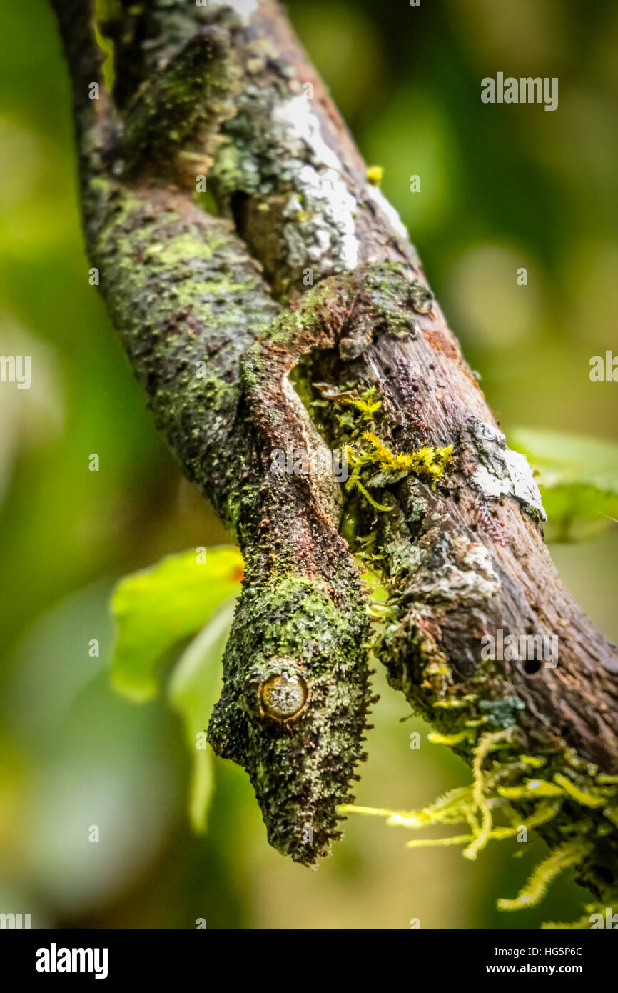 Leaf tailed gecko branch hi-res stock photography and images - Alamy