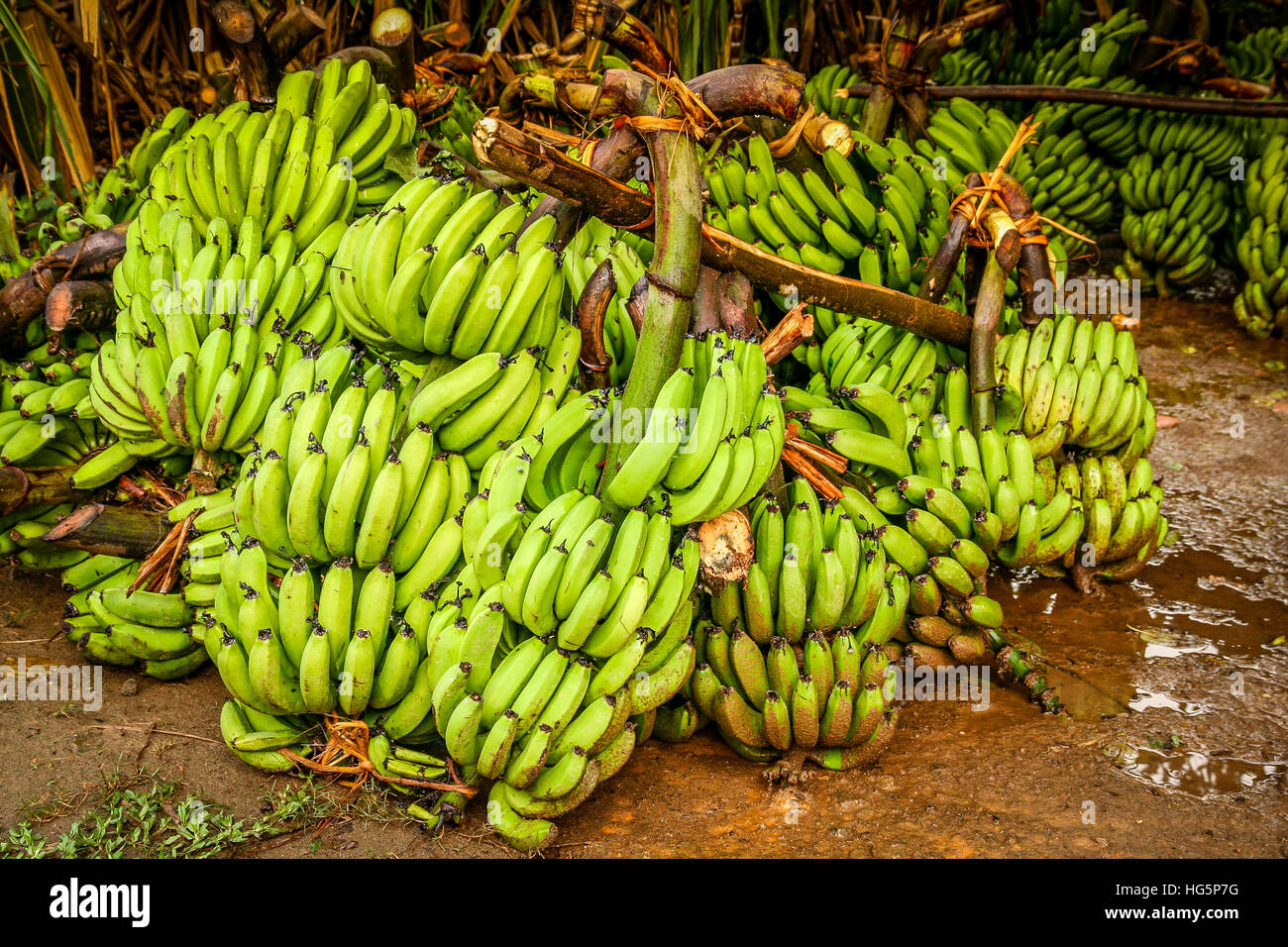 Big bunch of bananas on sale in the market Stock Photo - Alamy