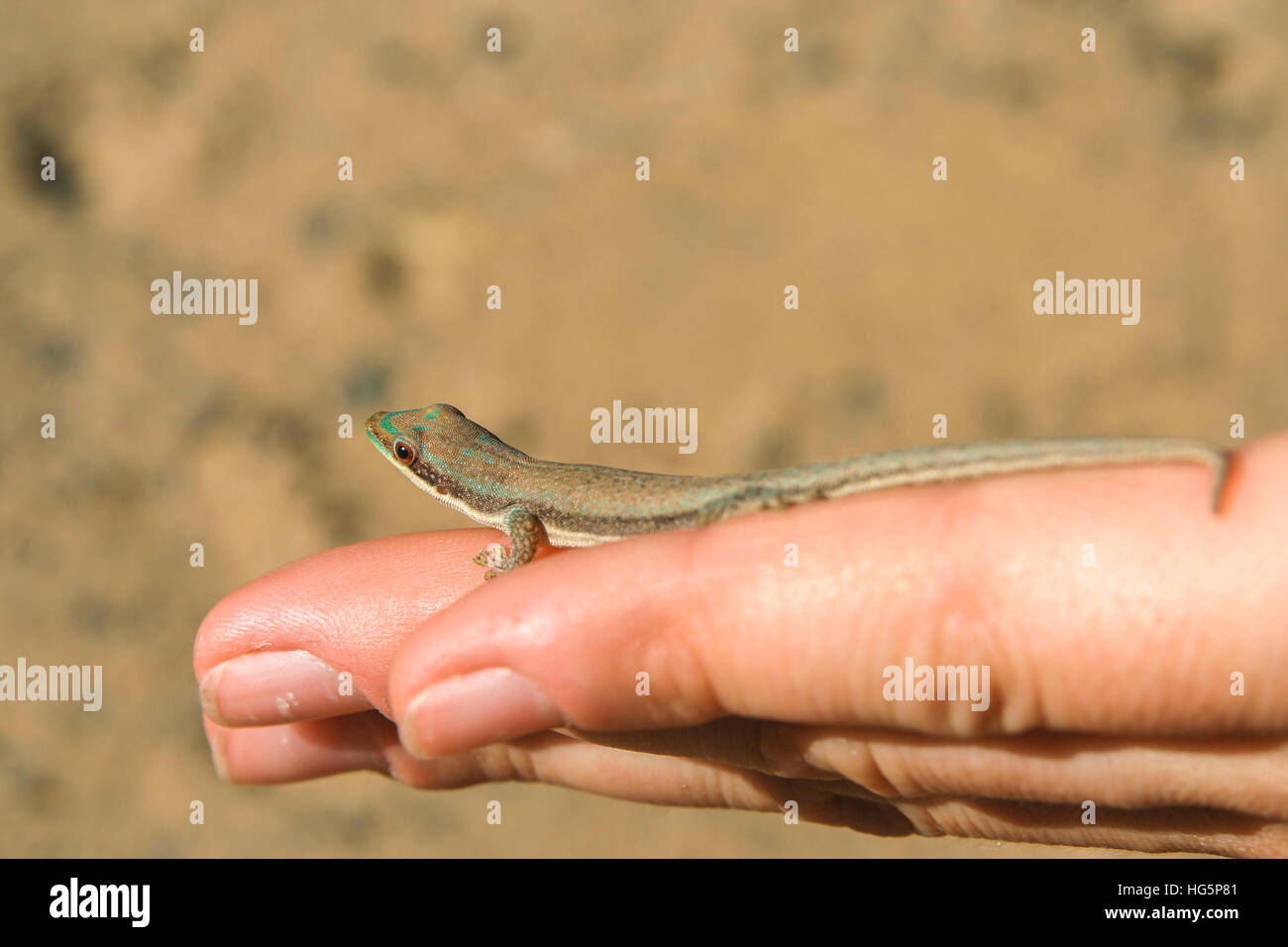 Small madagascar gecko in human hand Stock Photo - Alamy
