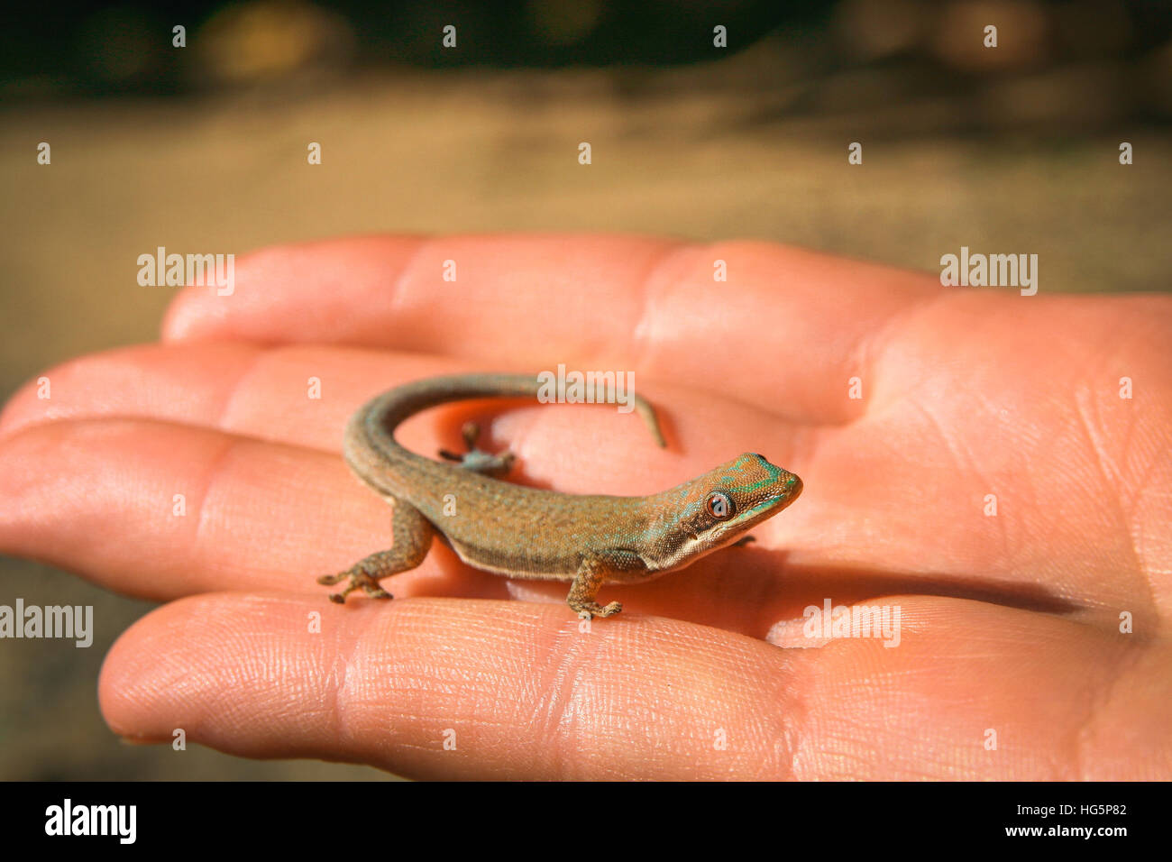 Small madagascar gecko in human hand Stock Photo - Alamy