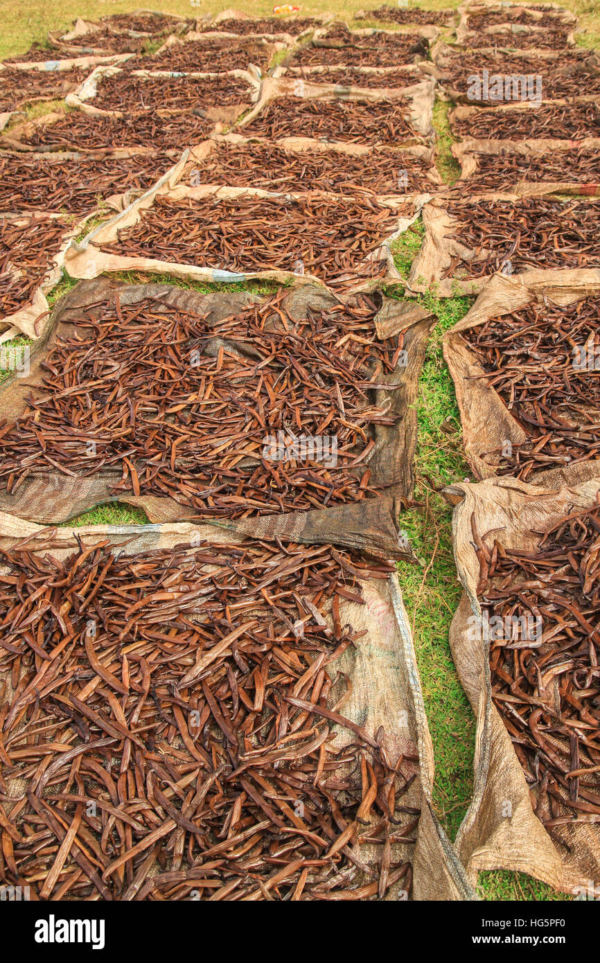 Vanilla pods collected and left to dry on the sun Stock Photo - Alamy