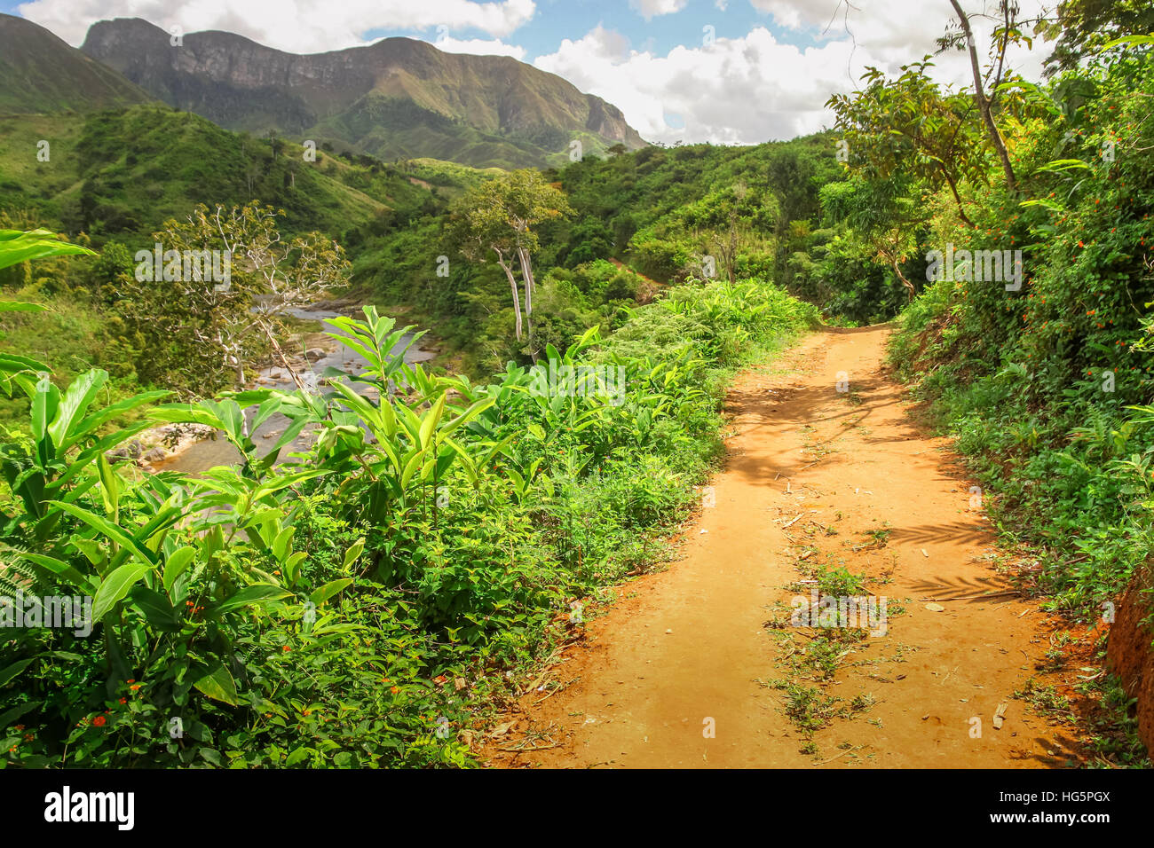 Path through dense madagascar rainforest near Masoala National Park ...