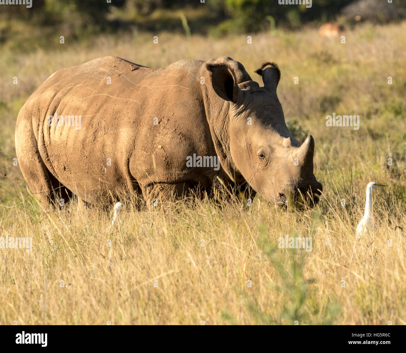 Wide mouthed rhinoceros in nature hi-res stock photography and images ...