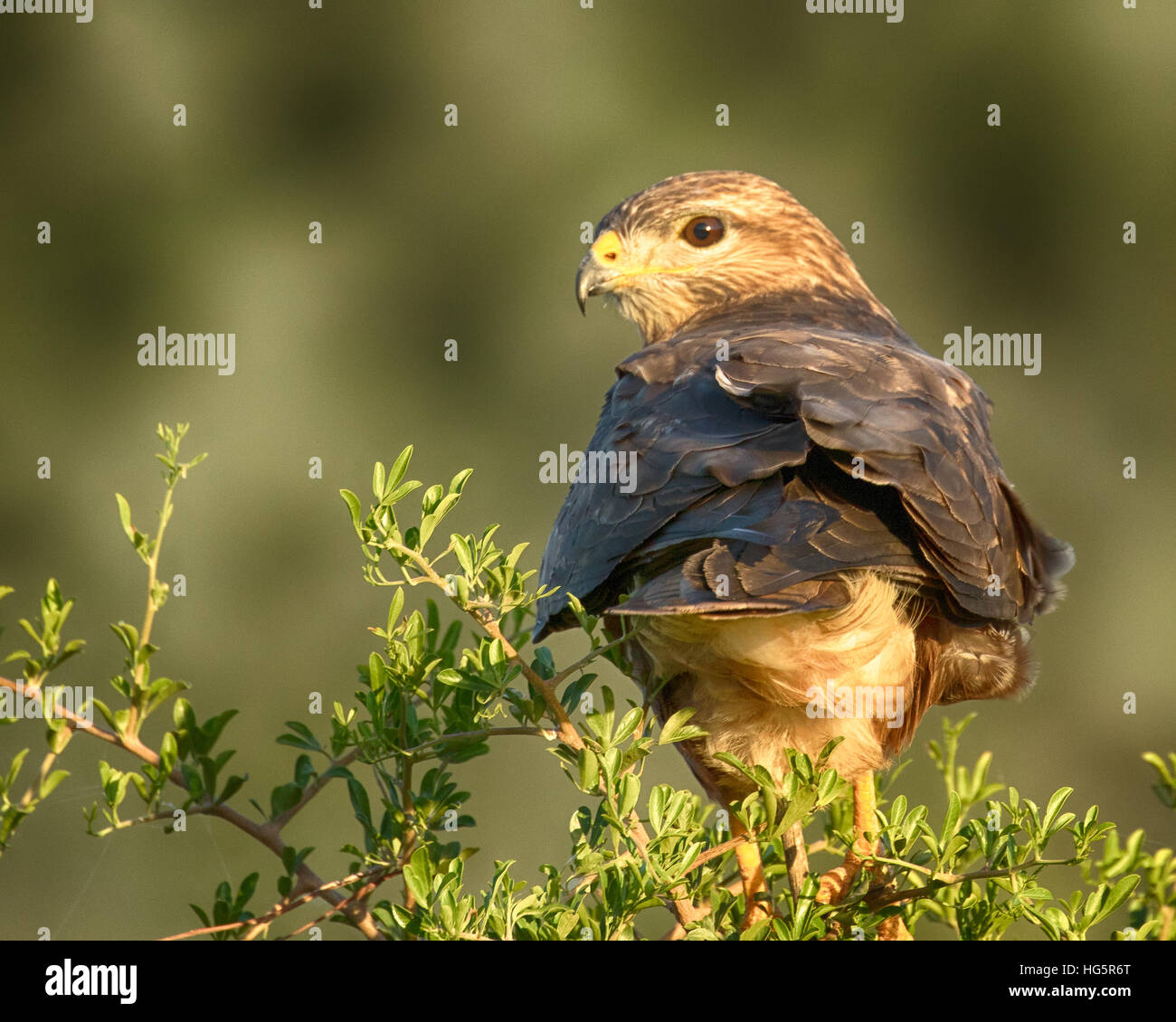 Steppe Buzzard In A Tree Stock Photo - Alamy