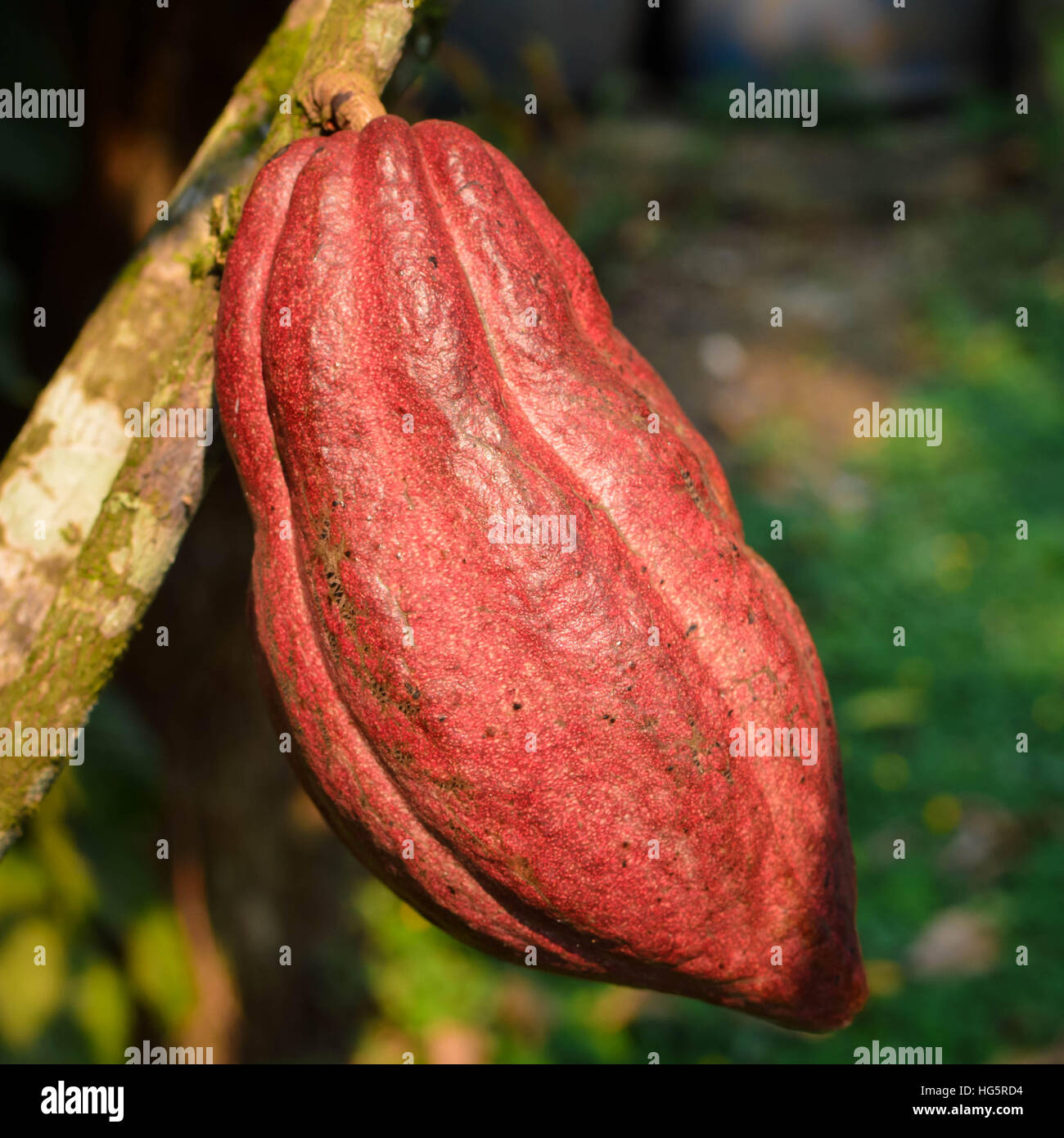 Cocoa growth hi-res stock photography and images - Alamy