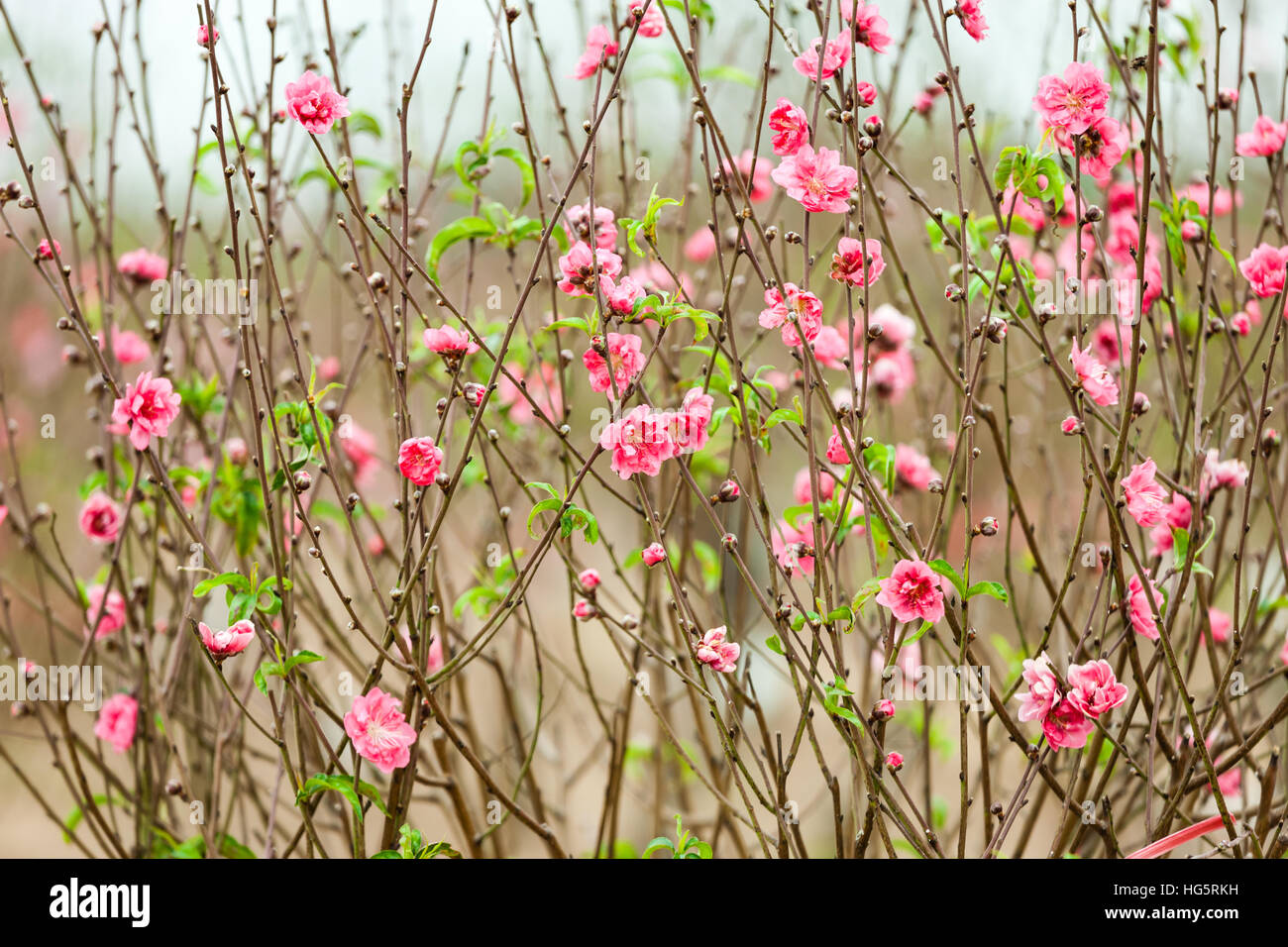 Peach blossom hoa dao hi-res stock photography and images - Alamy