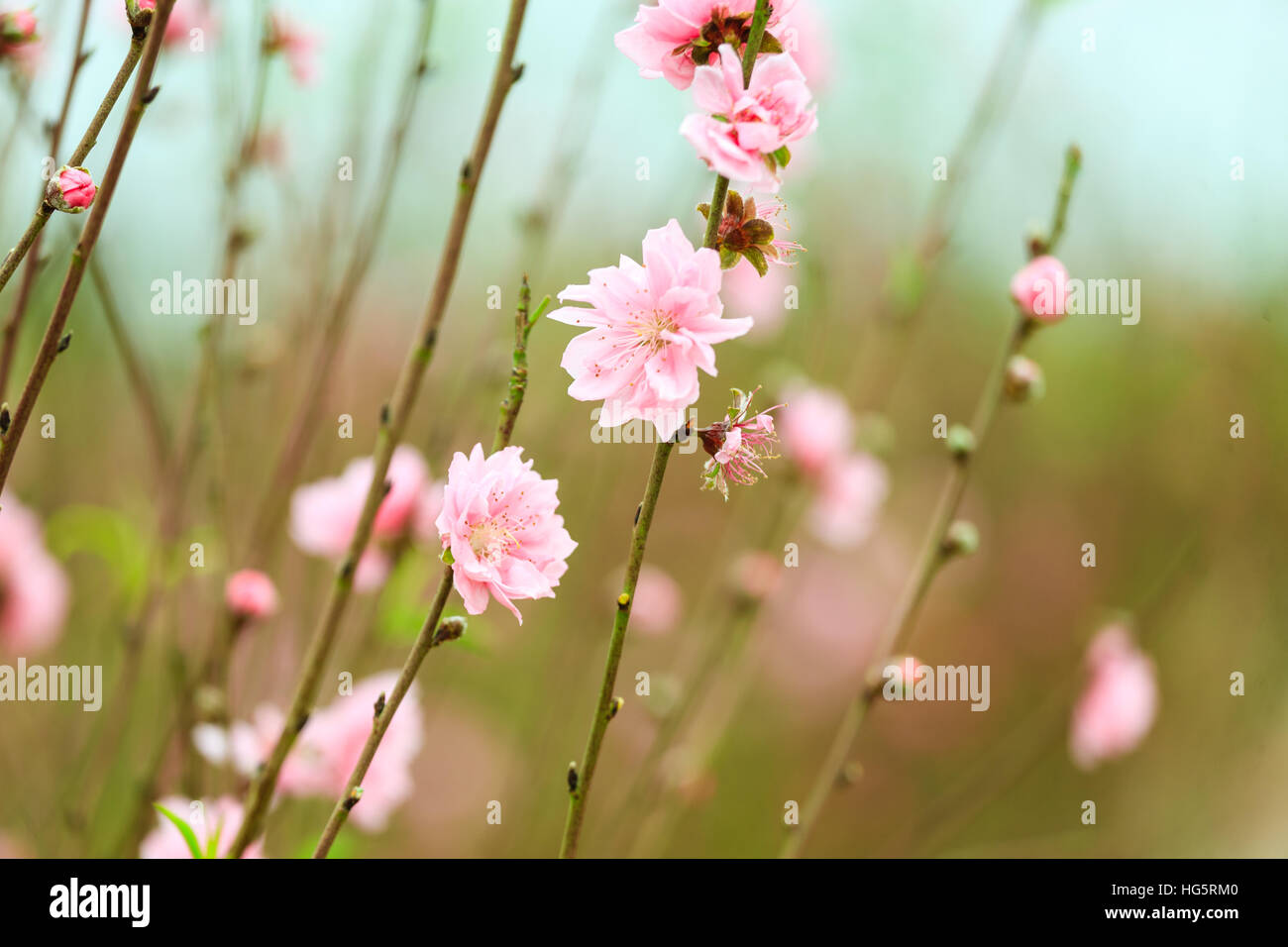 Peach blossom hoa dao hi-res stock photography and images - Alamy