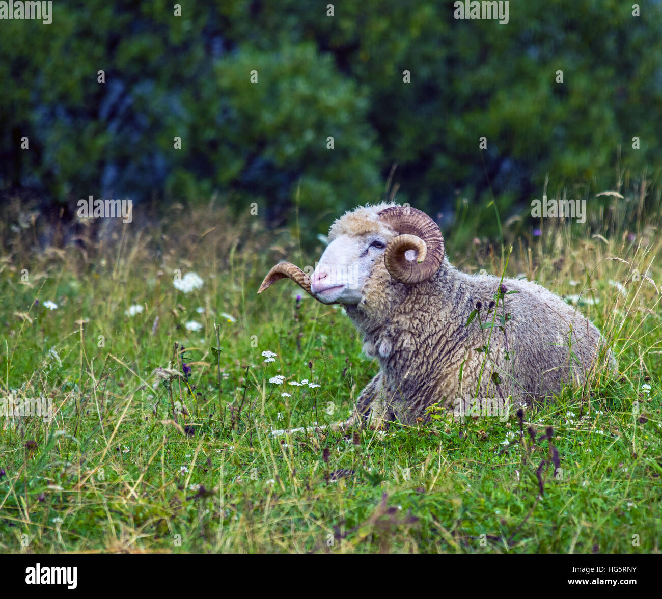 Sitting ram hi-res stock photography and images - Alamy