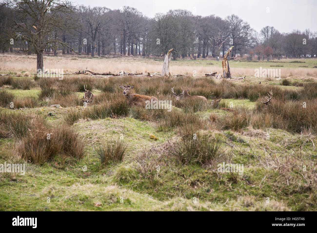 Deers roaming free in the outdoors park Stock Photo - Alamy