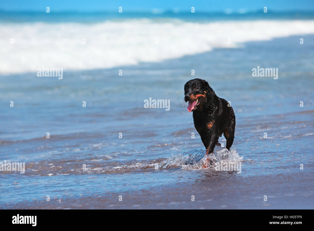 Rottweiler Training Stock Photos & Rottweiler Training Stock Images - Alamy