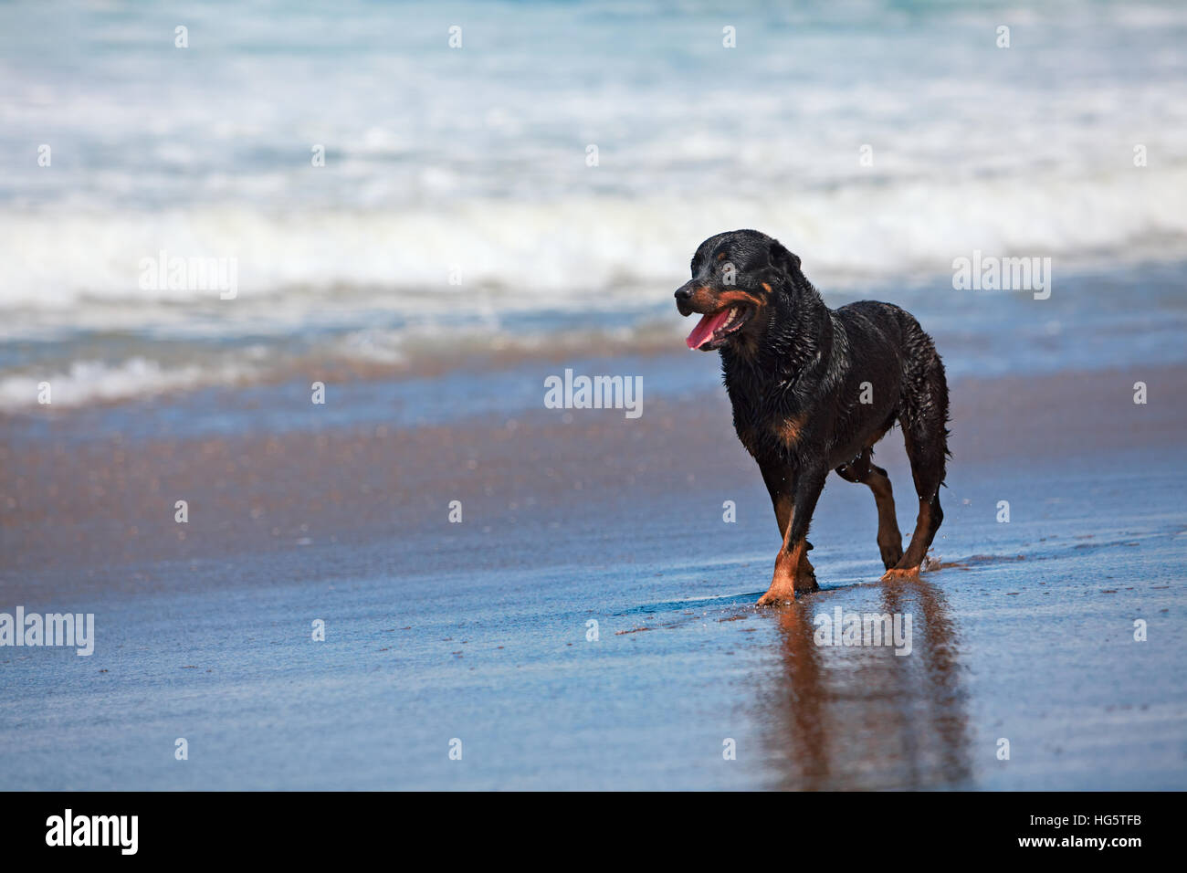 Rottweiler walking on black sand beach. Happy wet dog after swimming ...