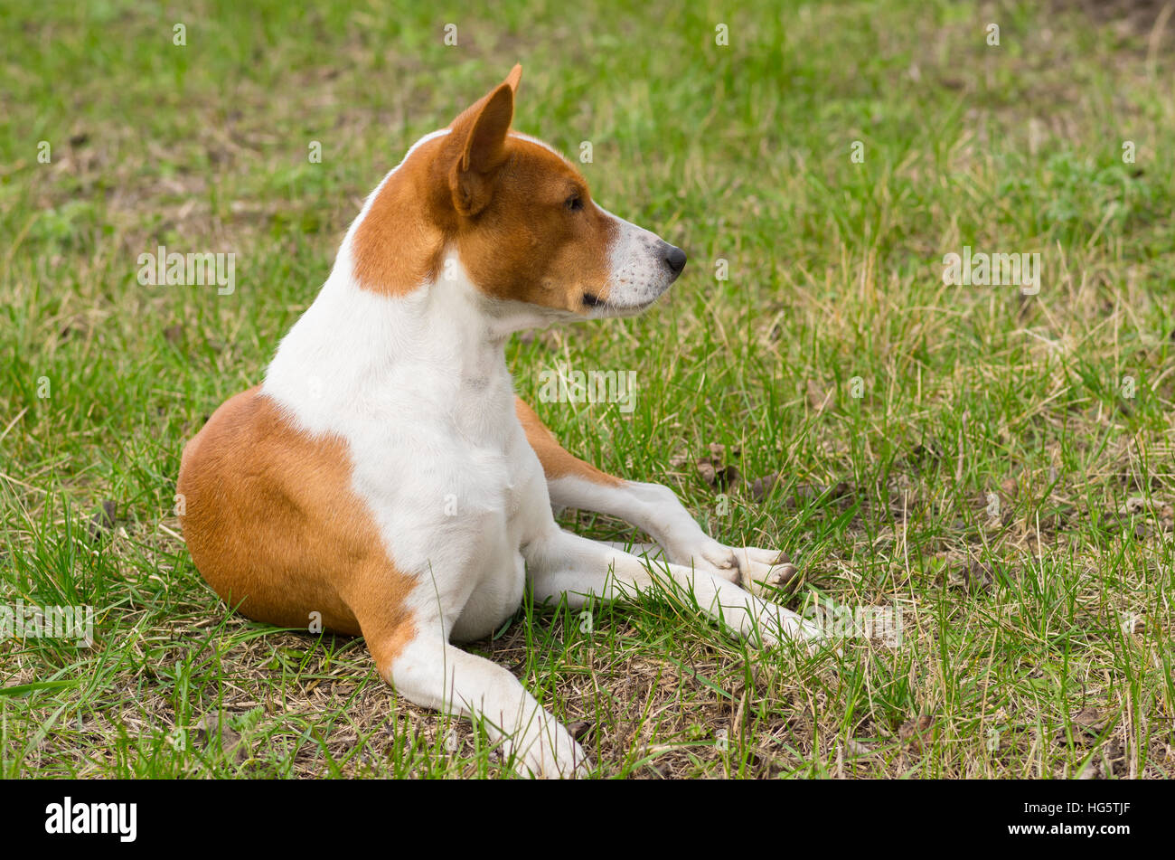 Basenji dog - troop leader, lying on ground in spring grass Stock Photo ...