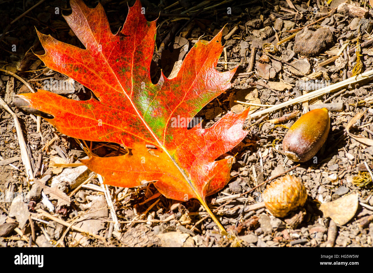 Quercus Kelloggii Leaf