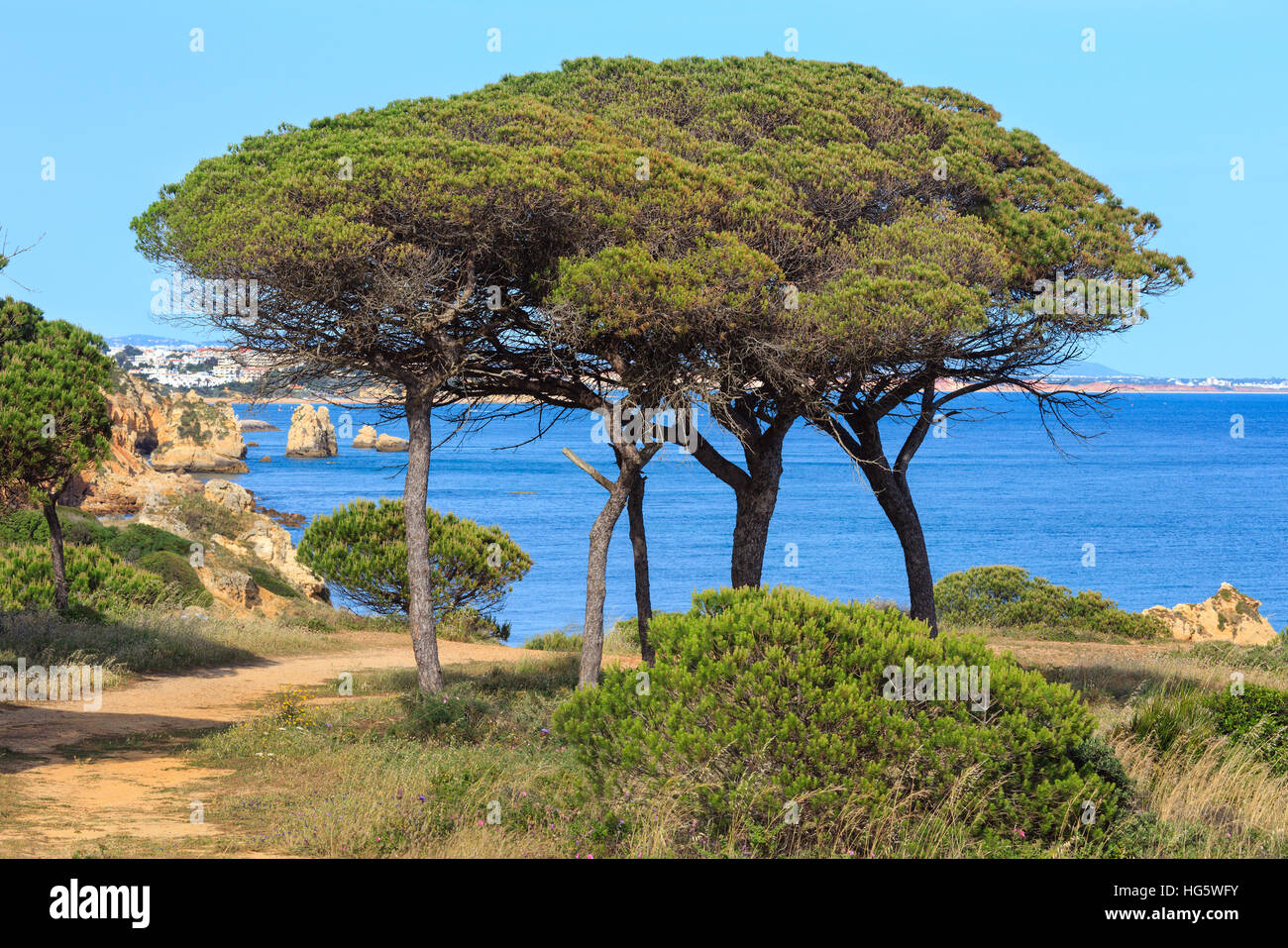 Pine trees on ocean shore on sky and water background Stock Photo - Alamy