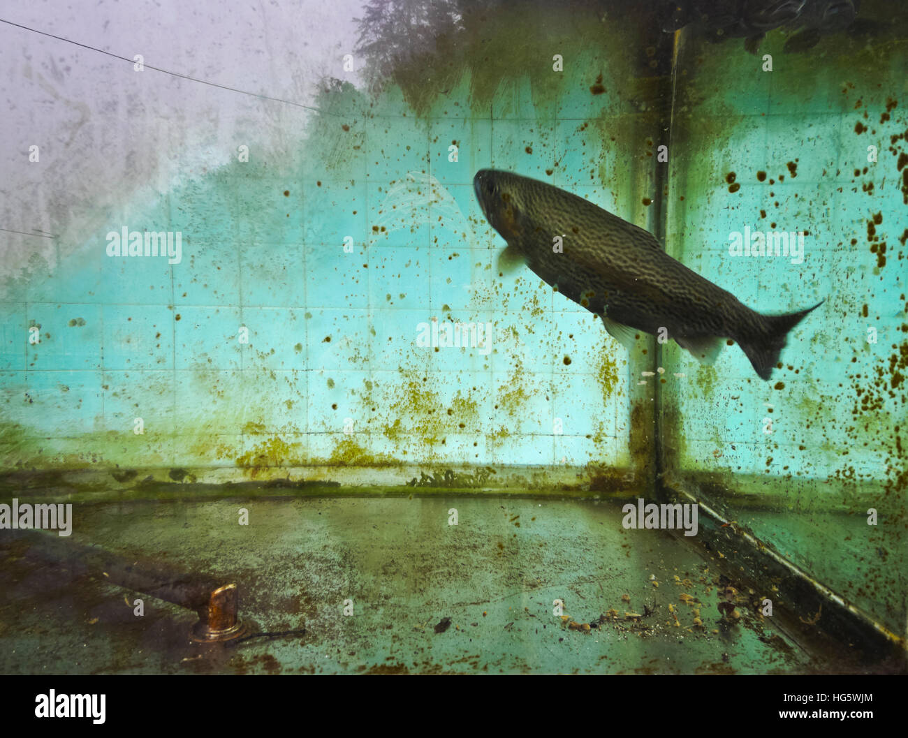 Trout farm ribeiro frio hi-res stock photography and images - Alamy