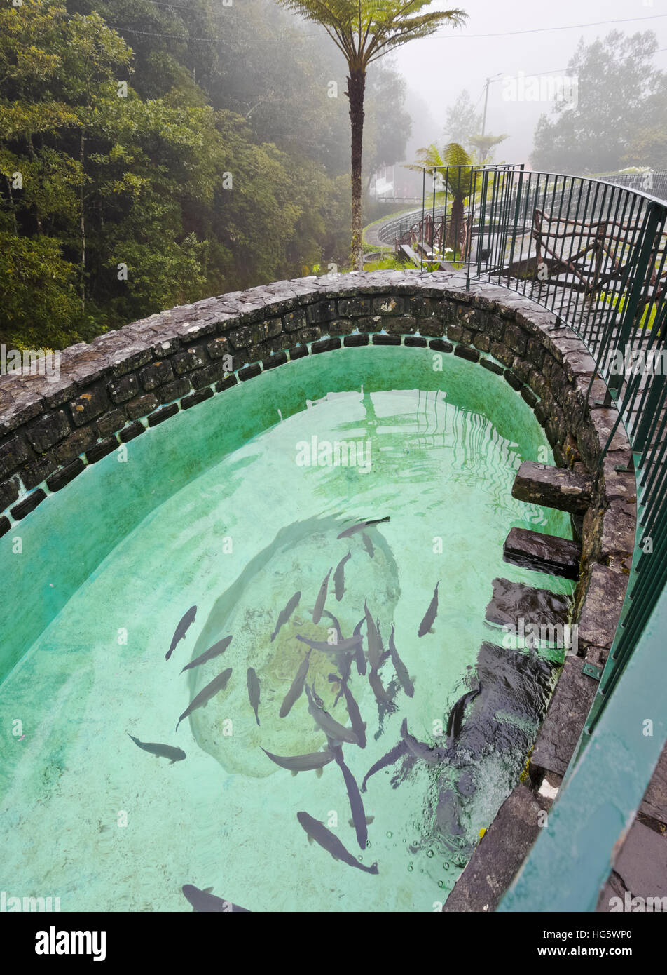 Portugal, Madeira, trout Farm in Ribeiro Frio Stock Photo - Alamy