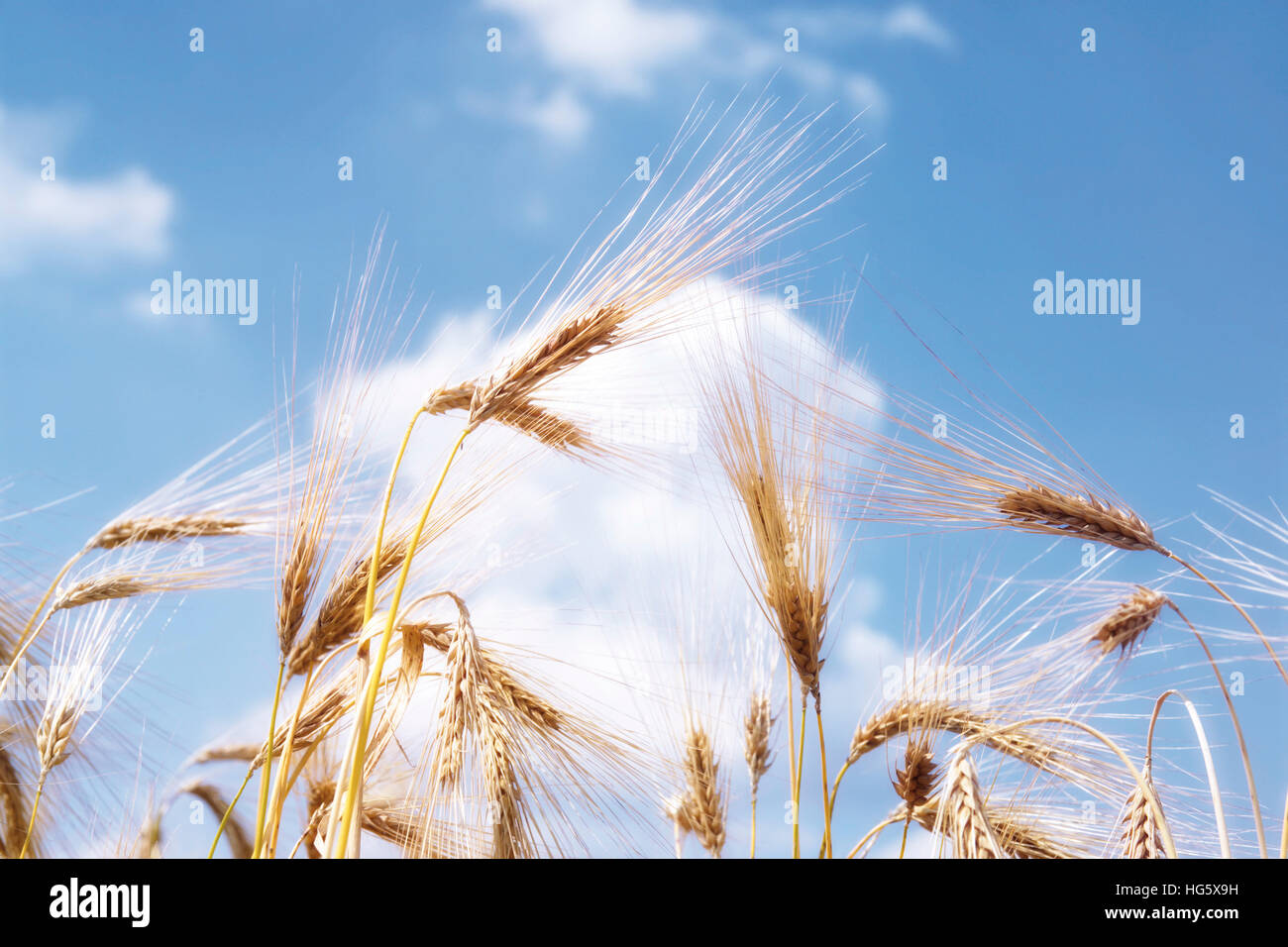 Barley (Hordeum vulgare) stalks Stock Photo - Alamy
