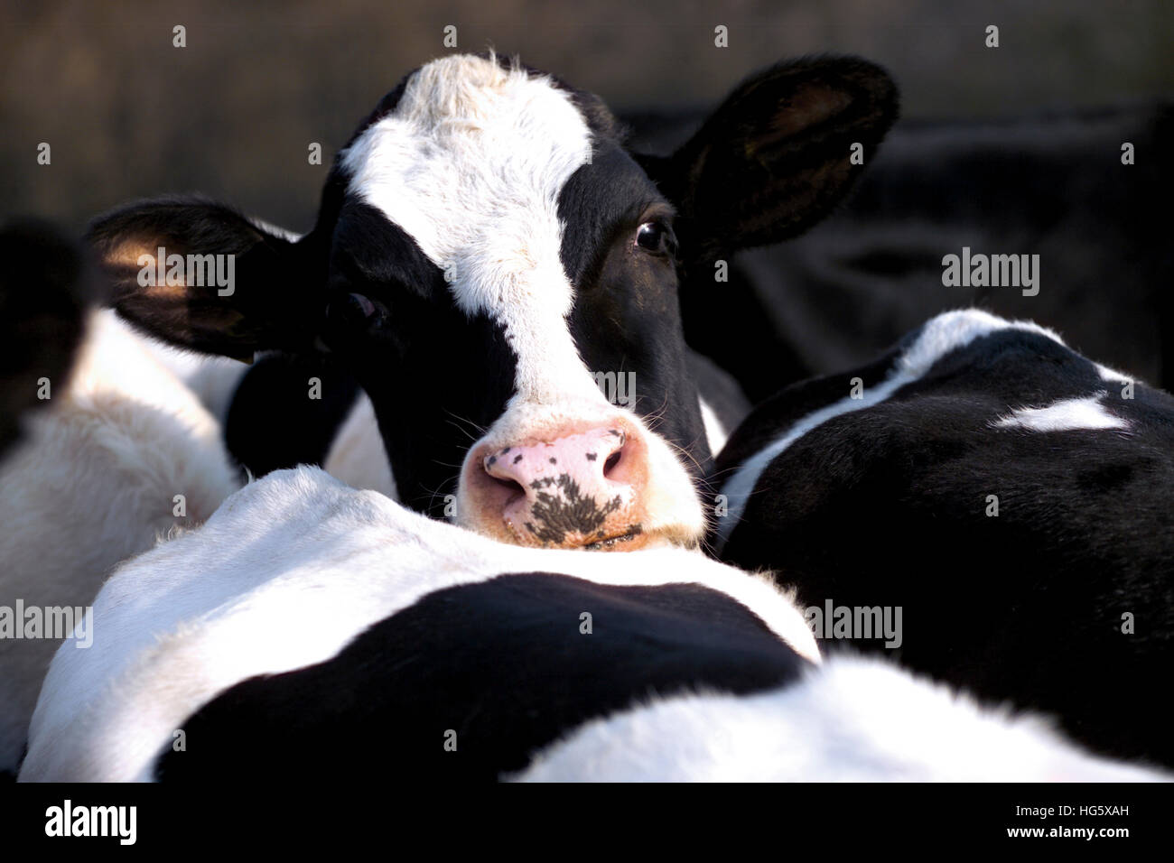 Cows, German Holsteins Stock Photo - Alamy