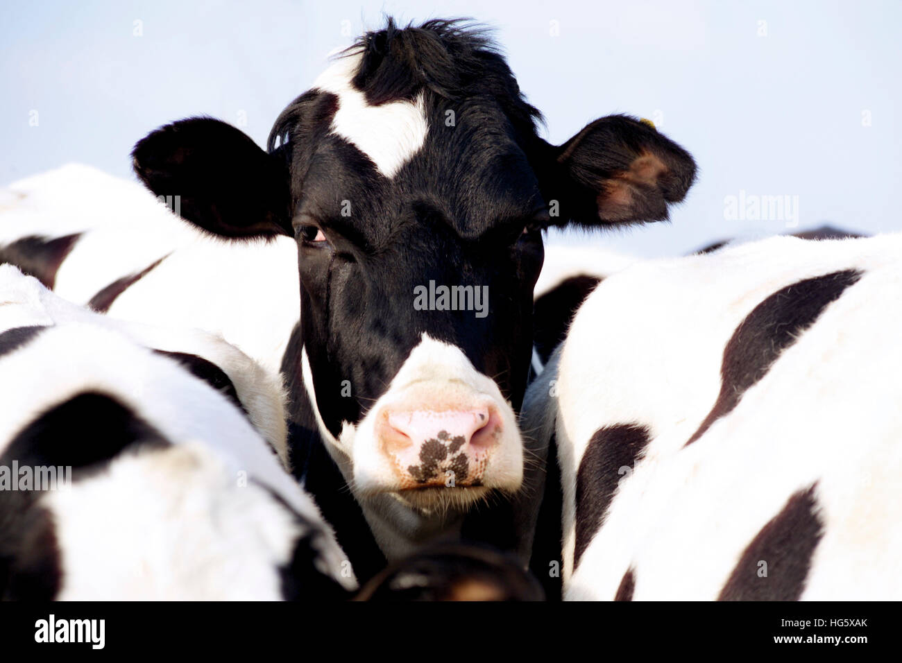 Cows, German Holsteins Stock Photo - Alamy