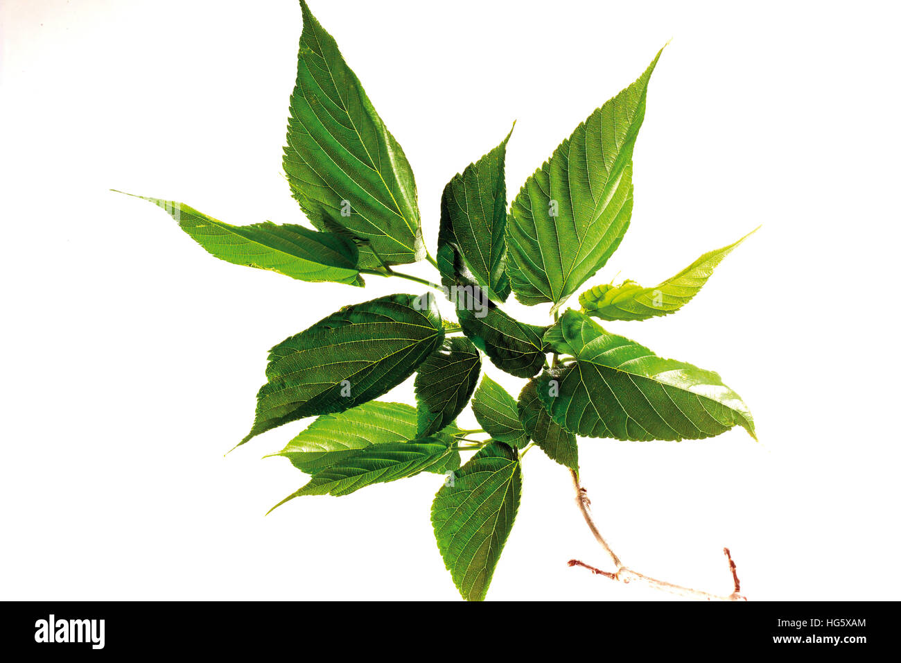 Mulberry (Morus) leaves Stock Photo - Alamy