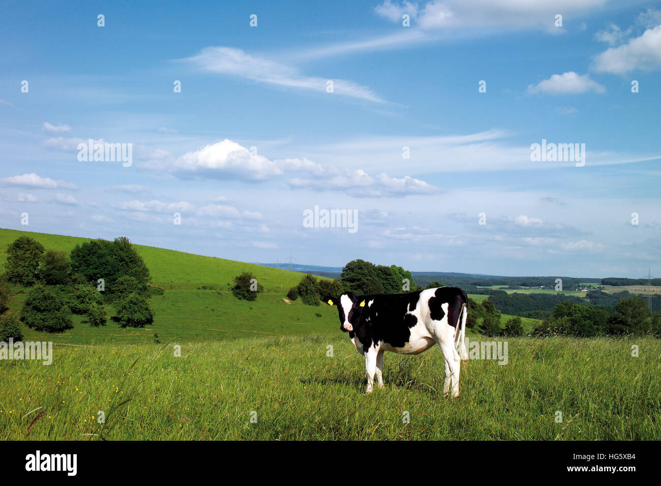 Cow on a pasture, German Holstein Stock Photo - Alamy